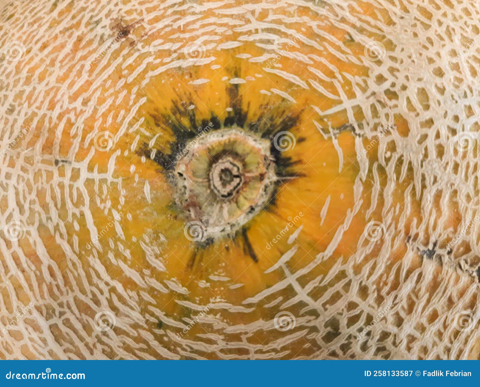 Melon skin texture stock image. Image of texture, skin - 258133587