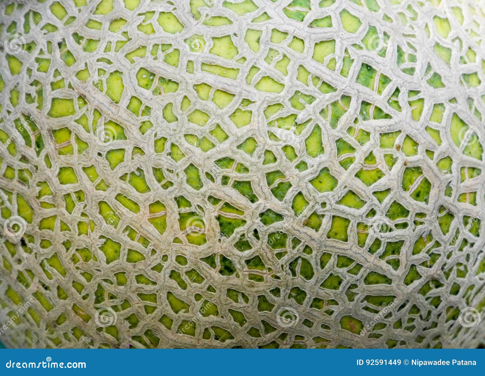 Close up melon texture stock image. Image of abstract - 92591449