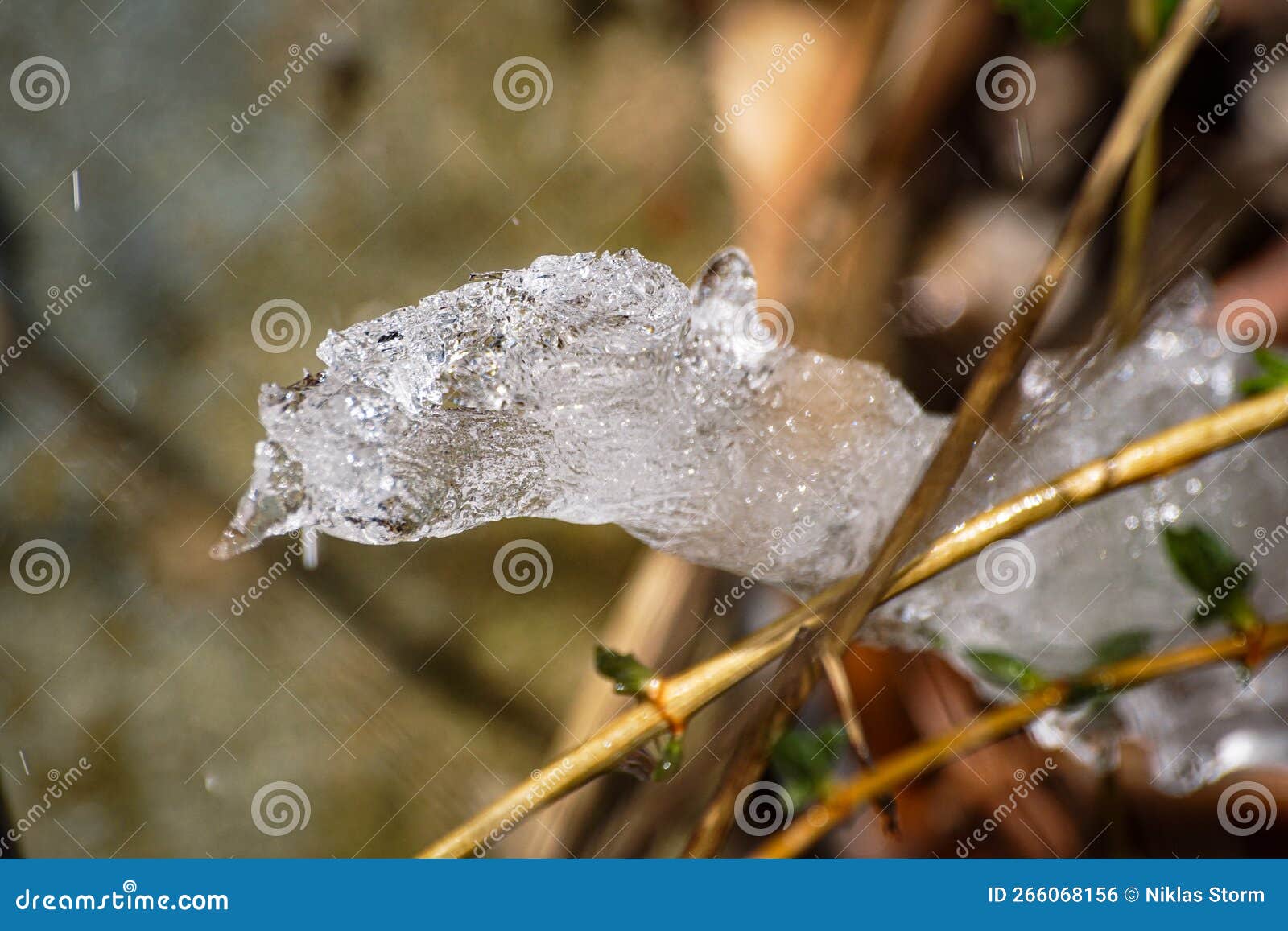 Close Up of Melting Ice during Spring Stock Photo - Image of icicle ...