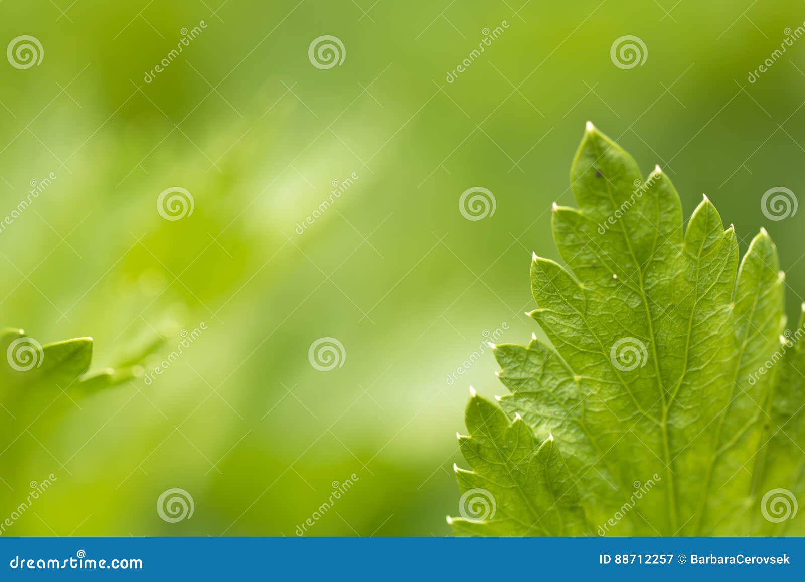 Close Up of Menthol Leaf in Sunlight on Zen Green Background Stock ...