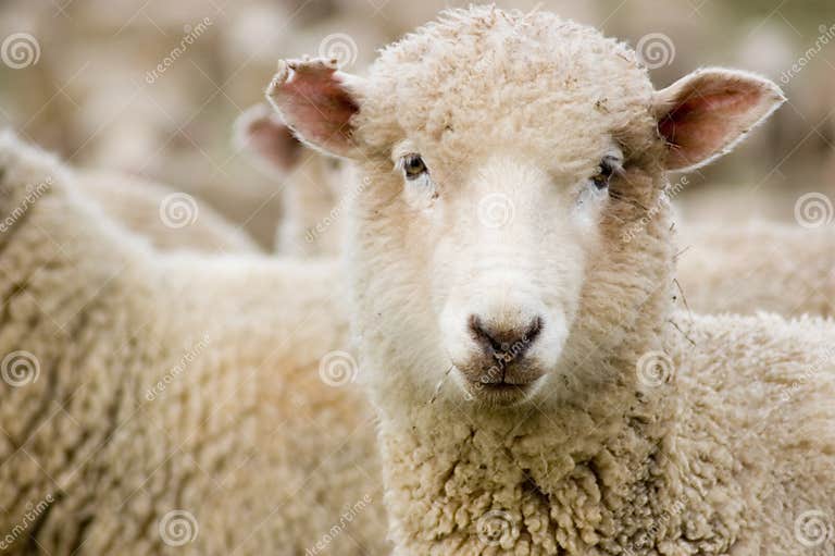 Close up of a Merino sheep stock photo. Image of cute - 1288172