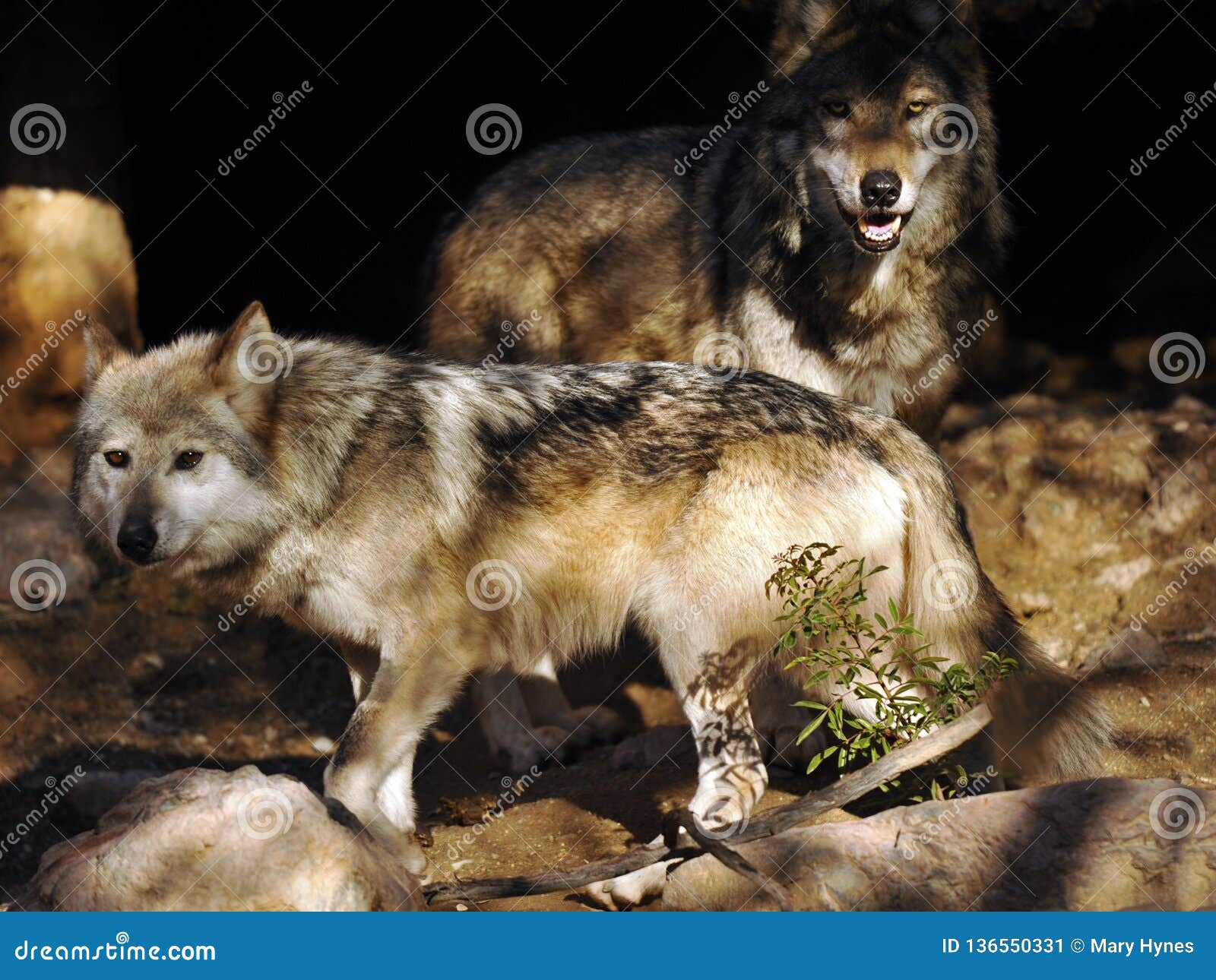 Close Up of Mexican Grey Wolf Pair at Cave Stock Image - Image of ...