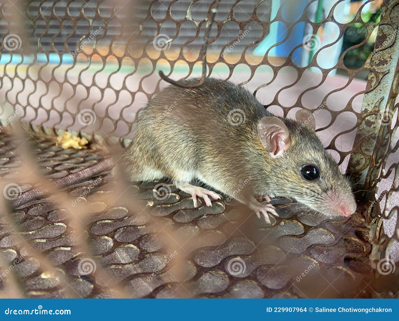 Close-up Mice or Rat Caught in a Trap. , Rat in a Spring-trap. Stock ... Close-up Mice or Rat Caught in a Trap. , Rat in a Spring-trap. Stock ...