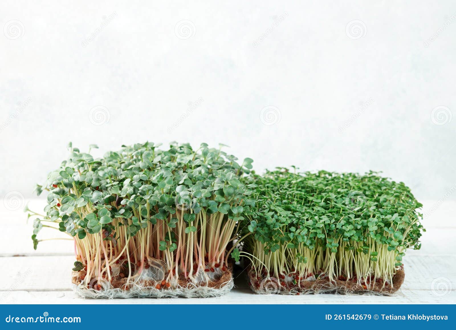 Close-up of Microgreen Broccoli and Radish Growing on Linen Mat Stock ...