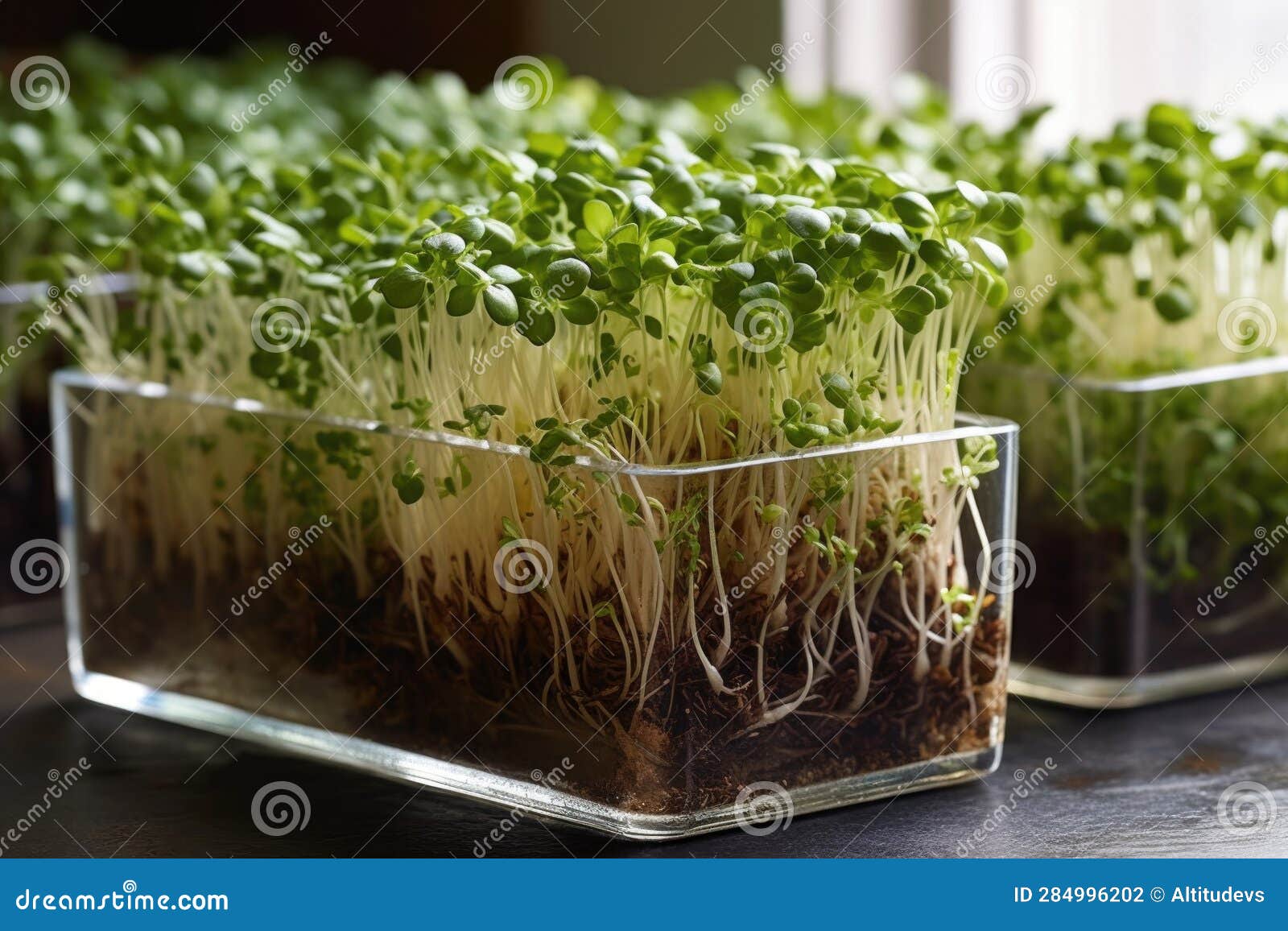 Close-up of Microgreen Roots in a Transparent Container Stock ...