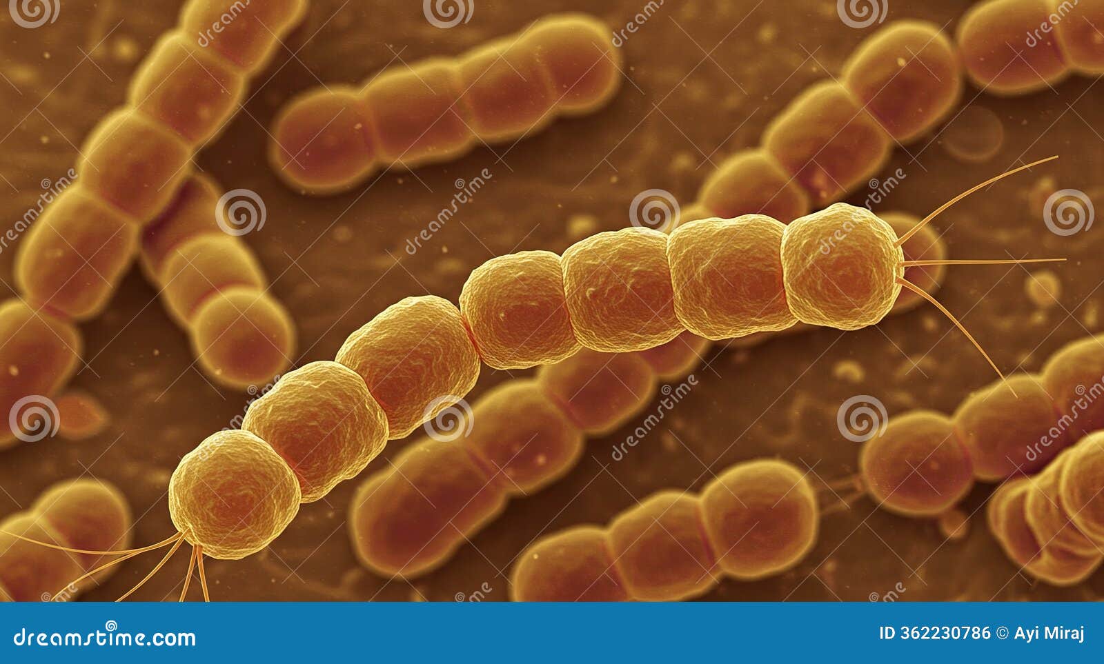 Close-up Microscopic View of Streptococcus Bacteria Chains and ...