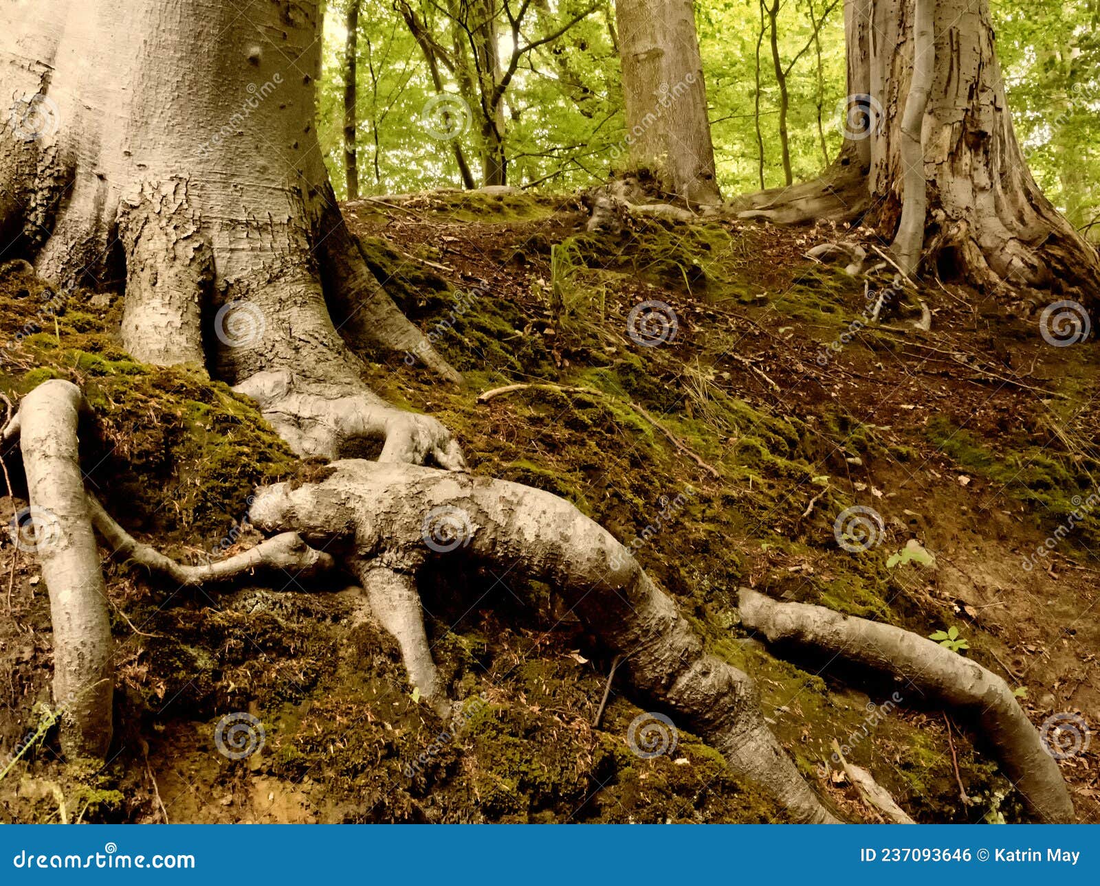 Close Up The Mighty God Of Sea And Oceans Neptune Poseidon, Triton ...
