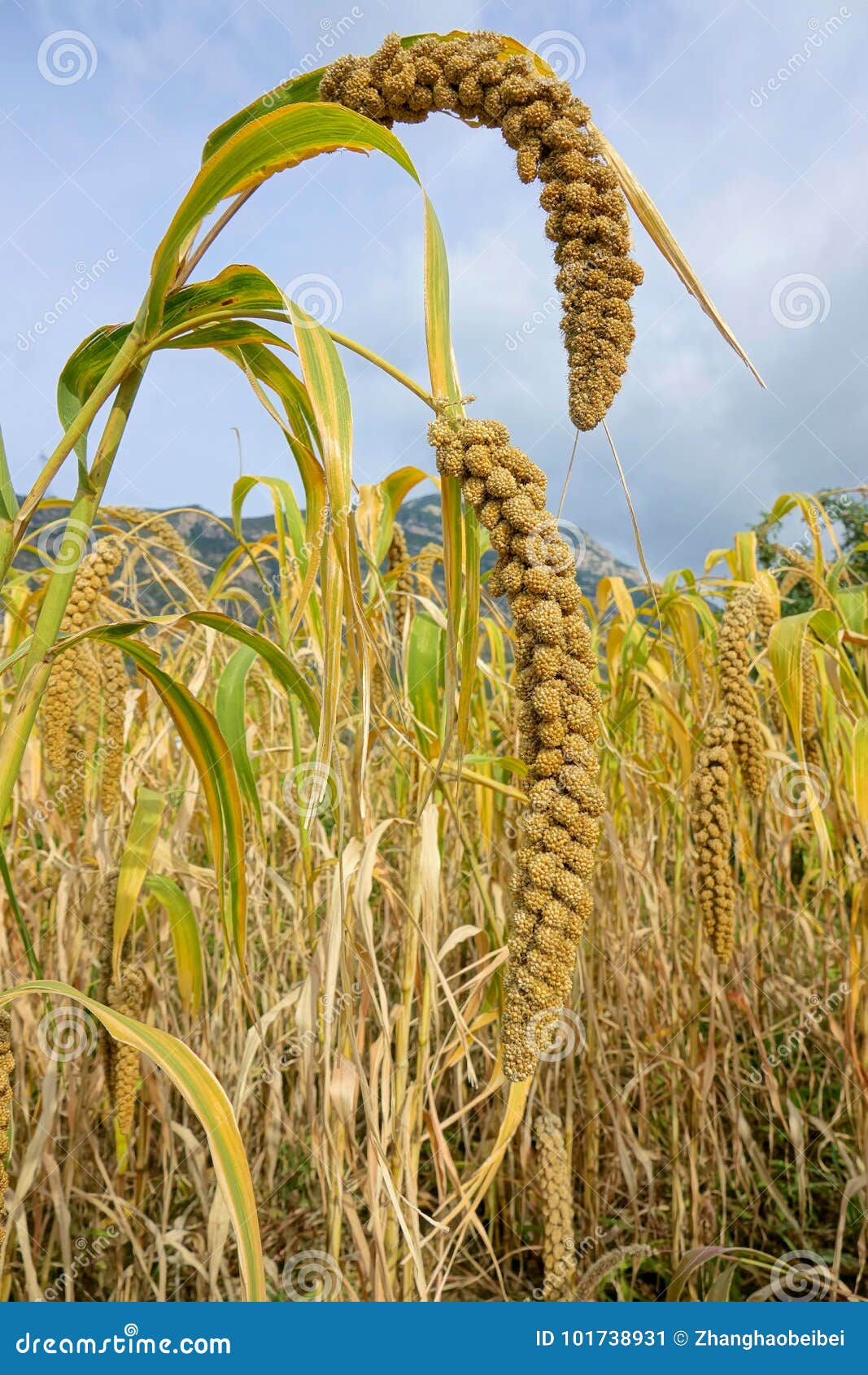 Millet field stock image. Image of paddy, food, field - 101738931
