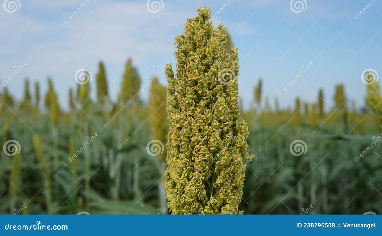 Millet Seed Isolated Texture Stock Image | CartoonDealer.com #106711915
