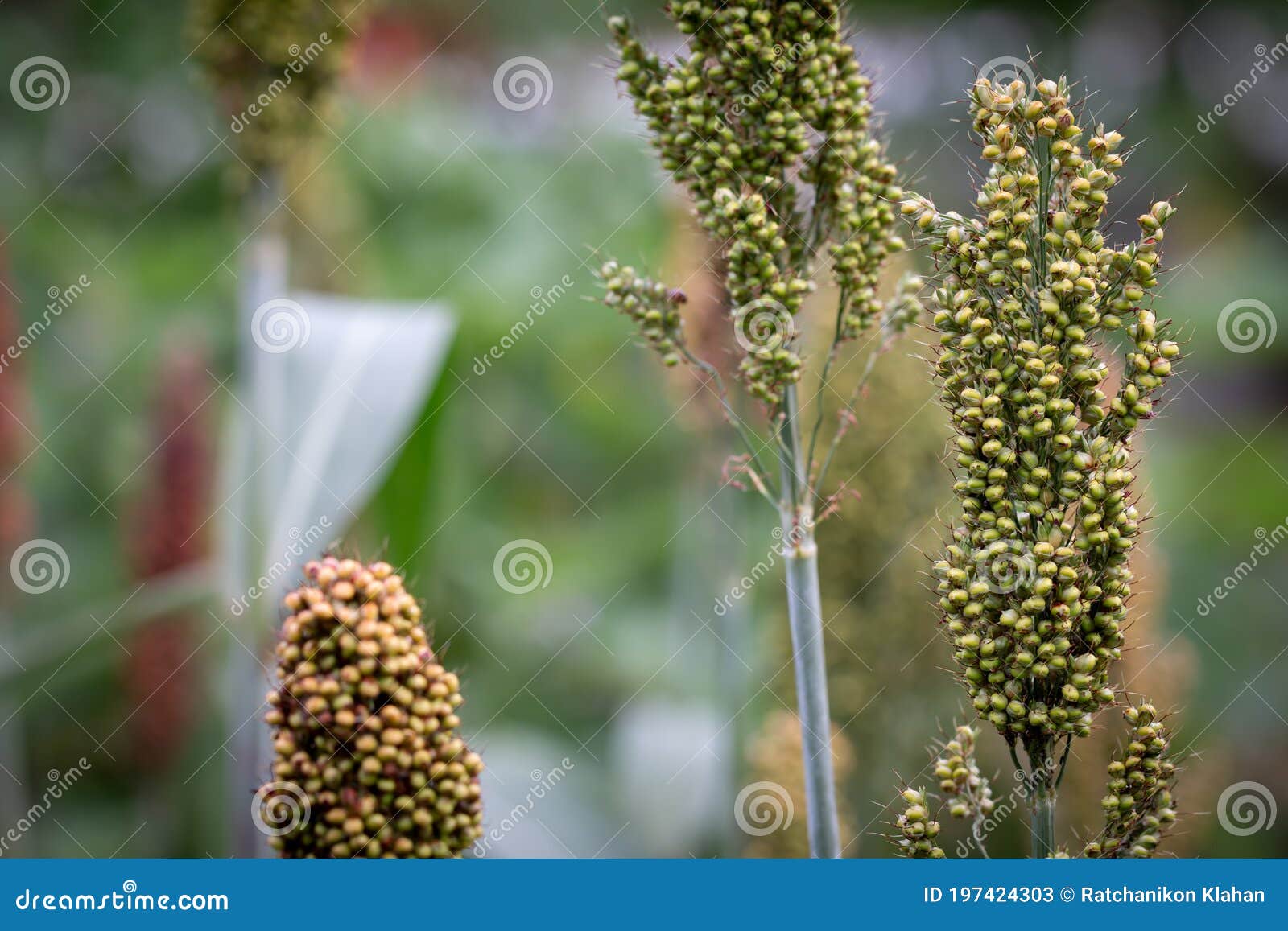 Close Up Millets Standing in Field Stock Image - Image of cultivation ...