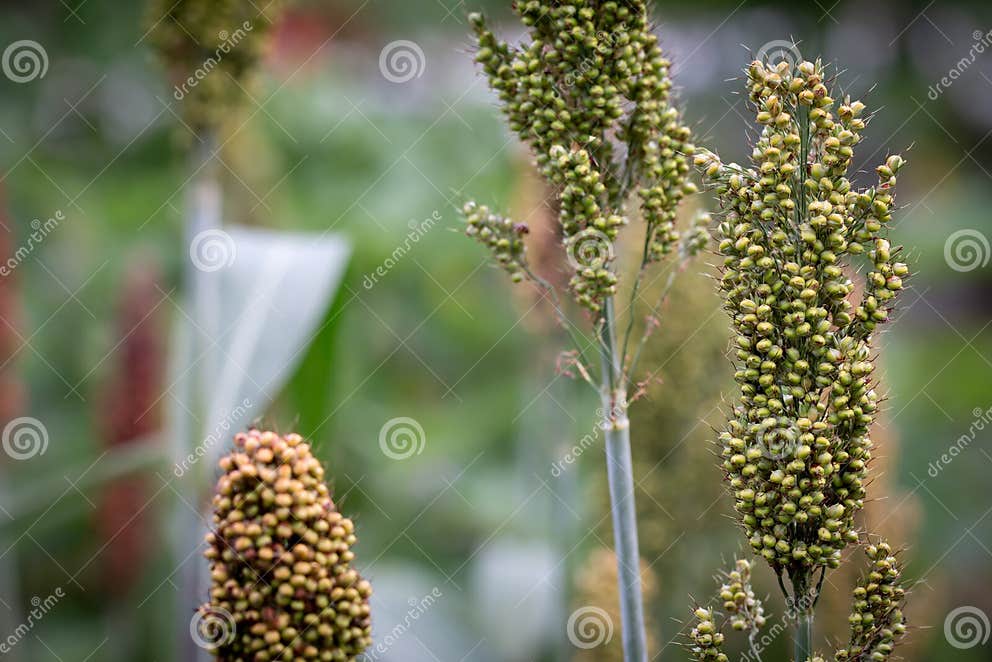 Close Up Millets Standing in Field Stock Image - Image of cultivation ...