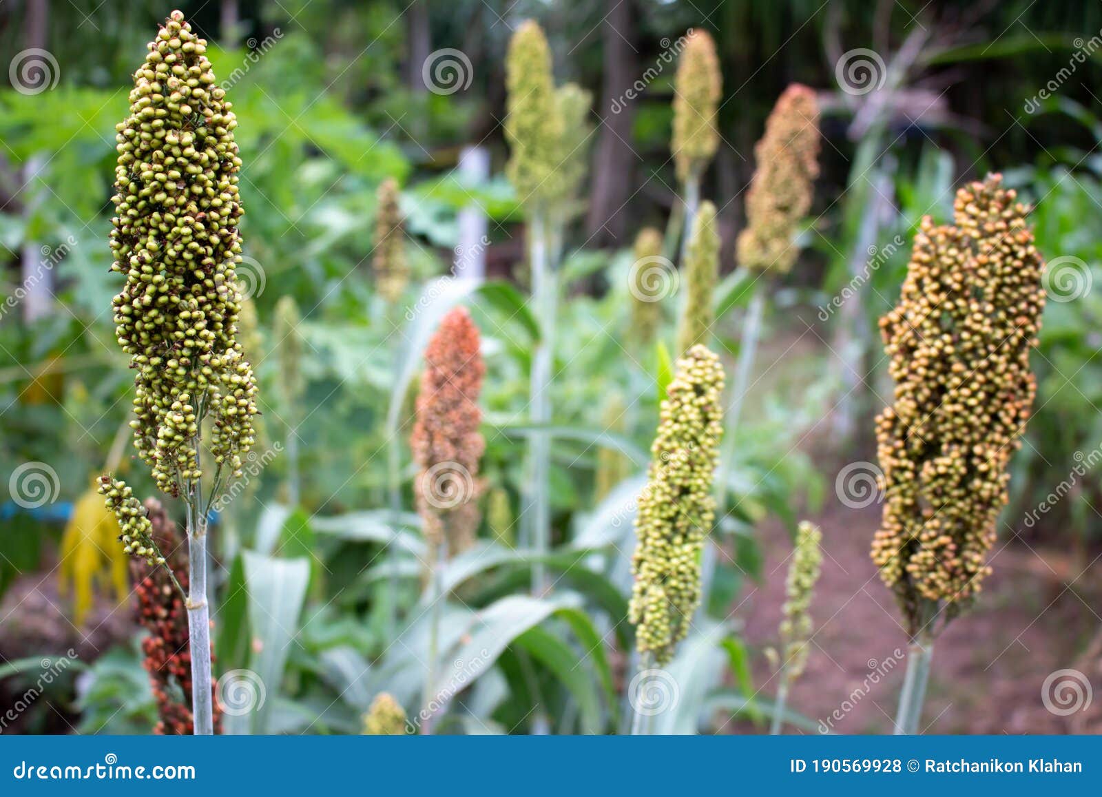 Close Up Millets Standing in Field Stock Photo - Image of spiked ...