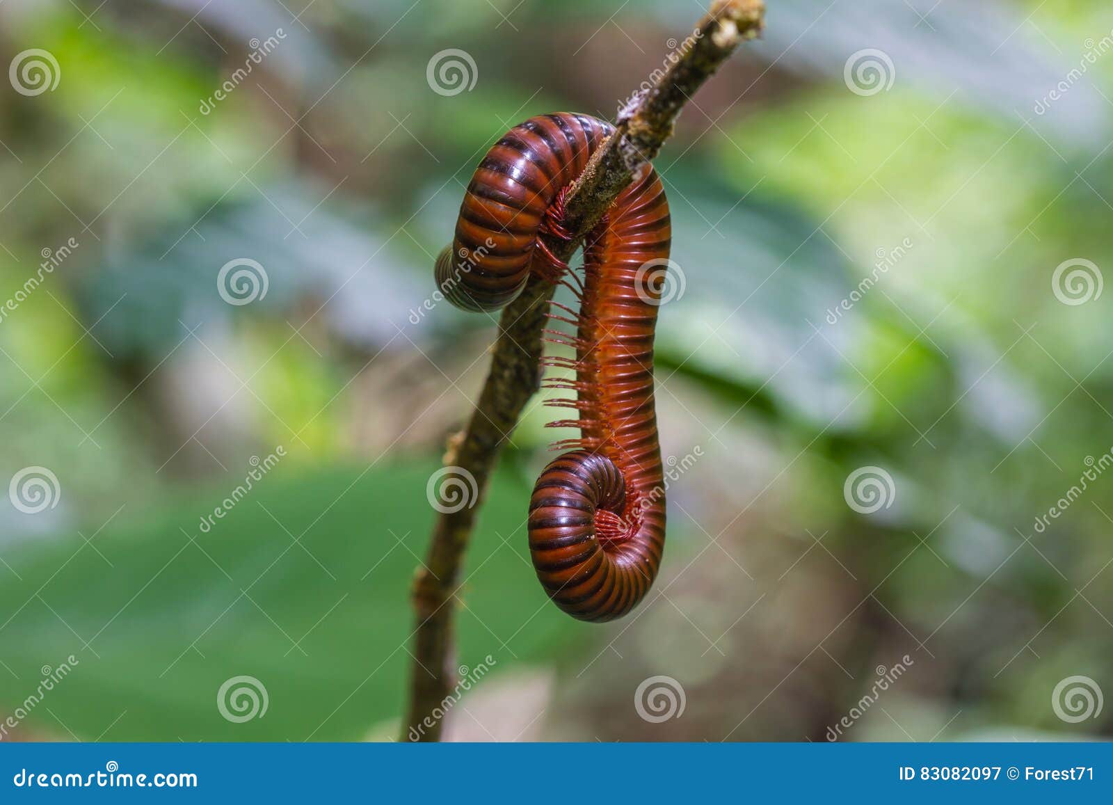Close Up Millipede on Branch Stock Image - Image of arthropod ...