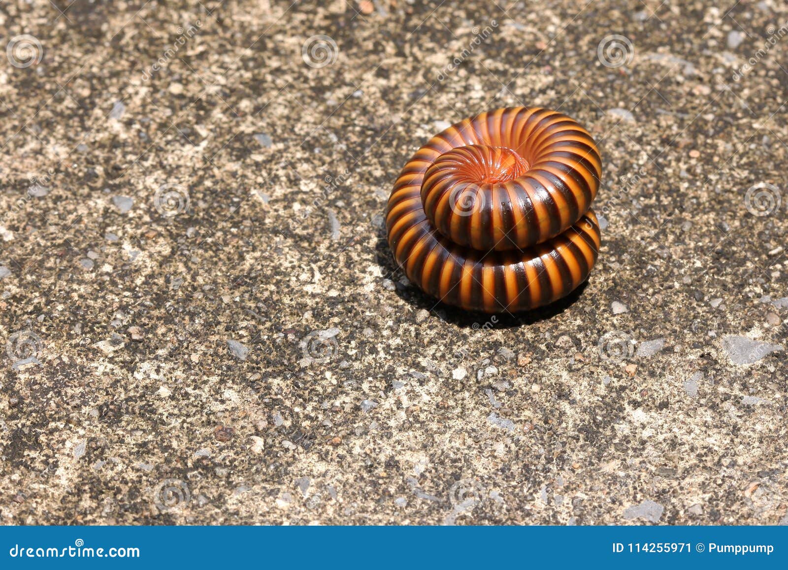 Close up millipede stock image. Image of close, class - 114255971
