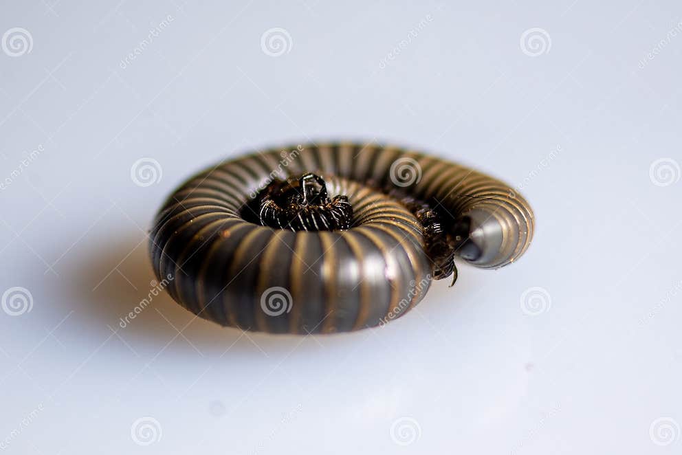 Close-up of a Millipede Coiled Stock Photo - Image of nature, crawl ...