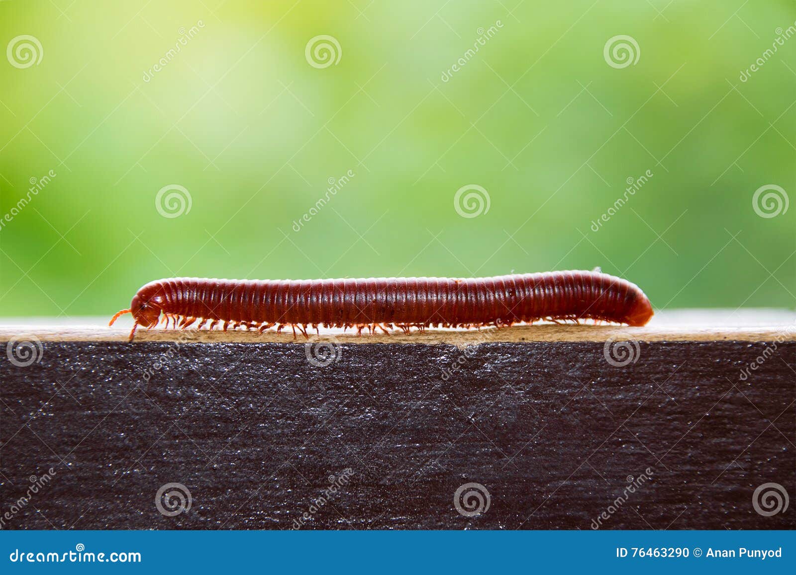 Close Up Millipede Crawling on the Surface Stock Photo - Image of alone ...