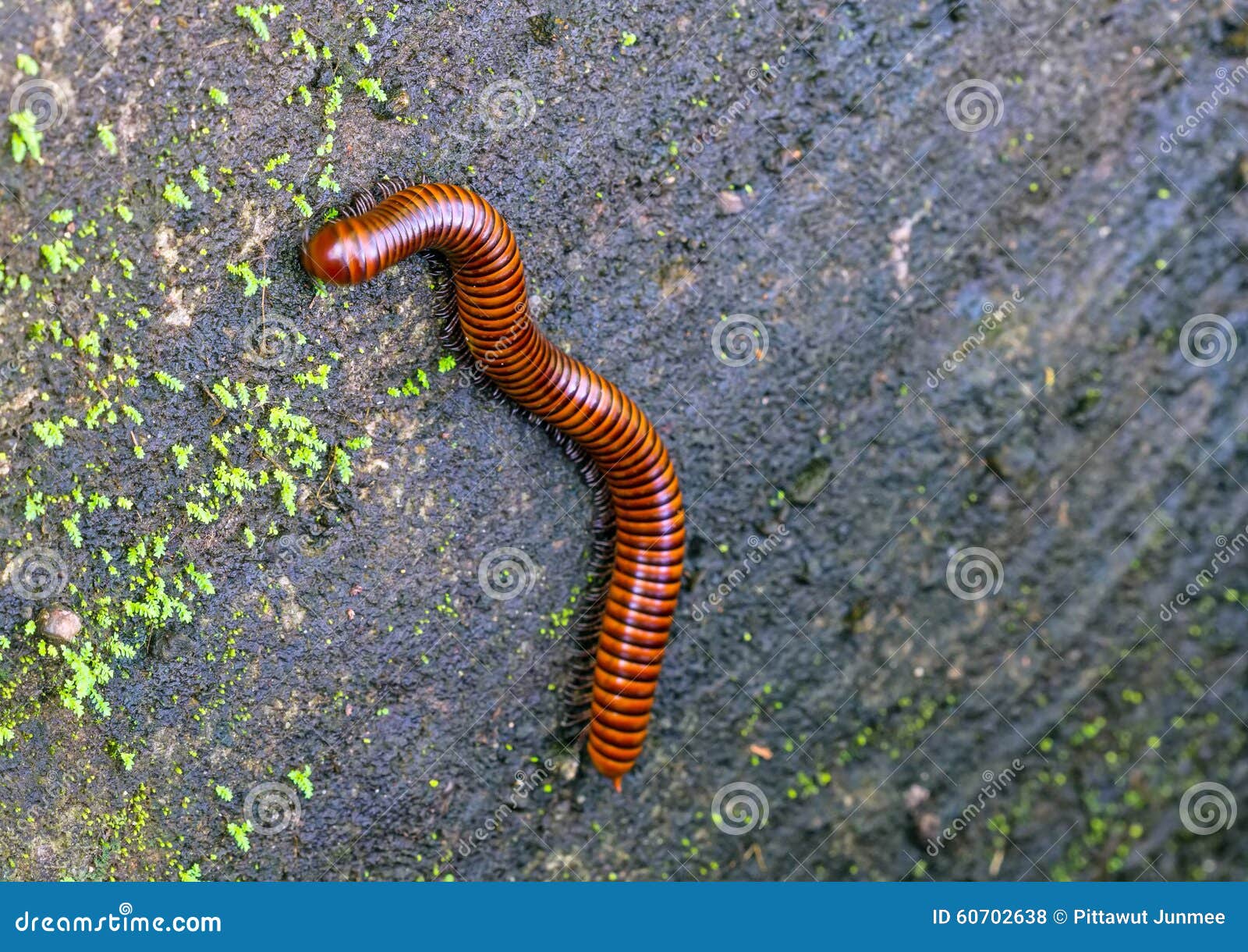 Close Up of the Millipede on Green Moss Wall Stock Photo - Image of ...