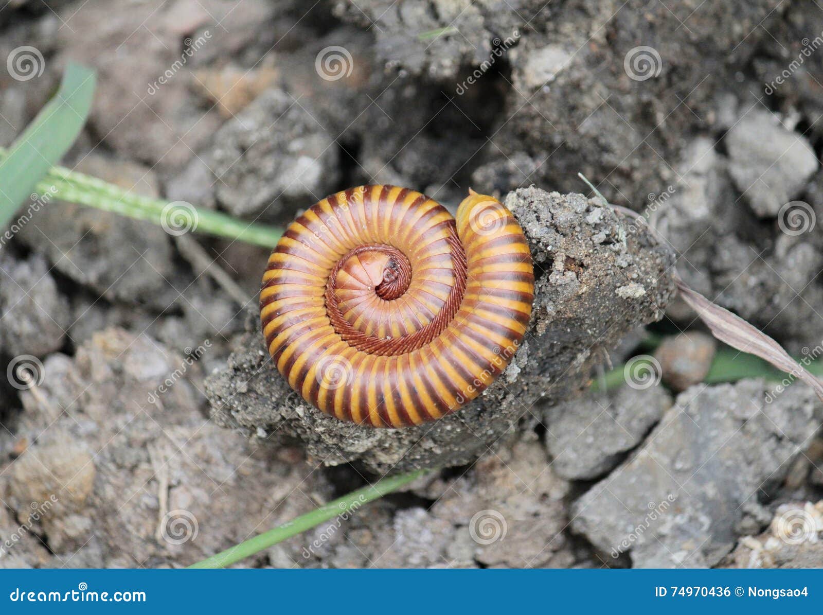 Close Up of Millipede on Ground Stock Photo - Image of focus, brown ...