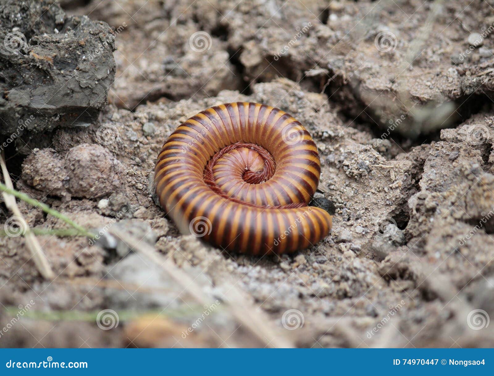 Close Up of Millipede on Ground Stock Image - Image of focus, circle ...
