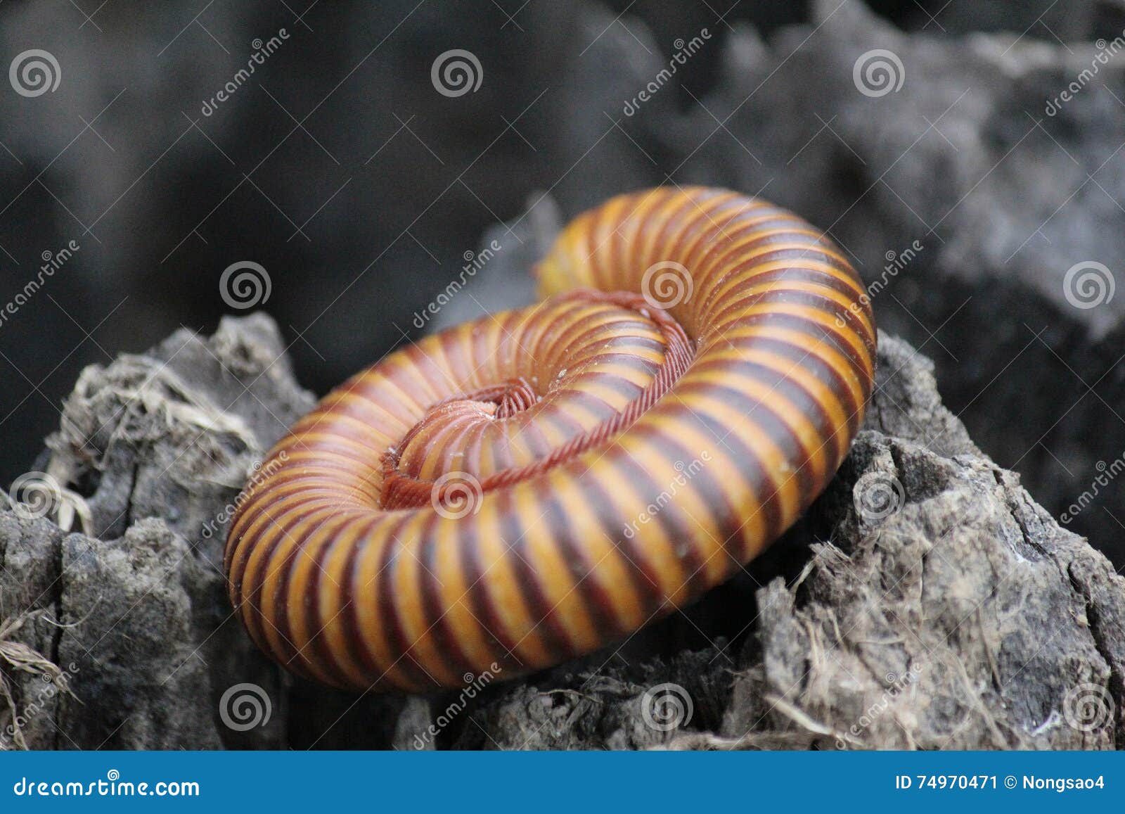 Close Up of Millipede on Ground Stock Image - Image of animal, forest ...