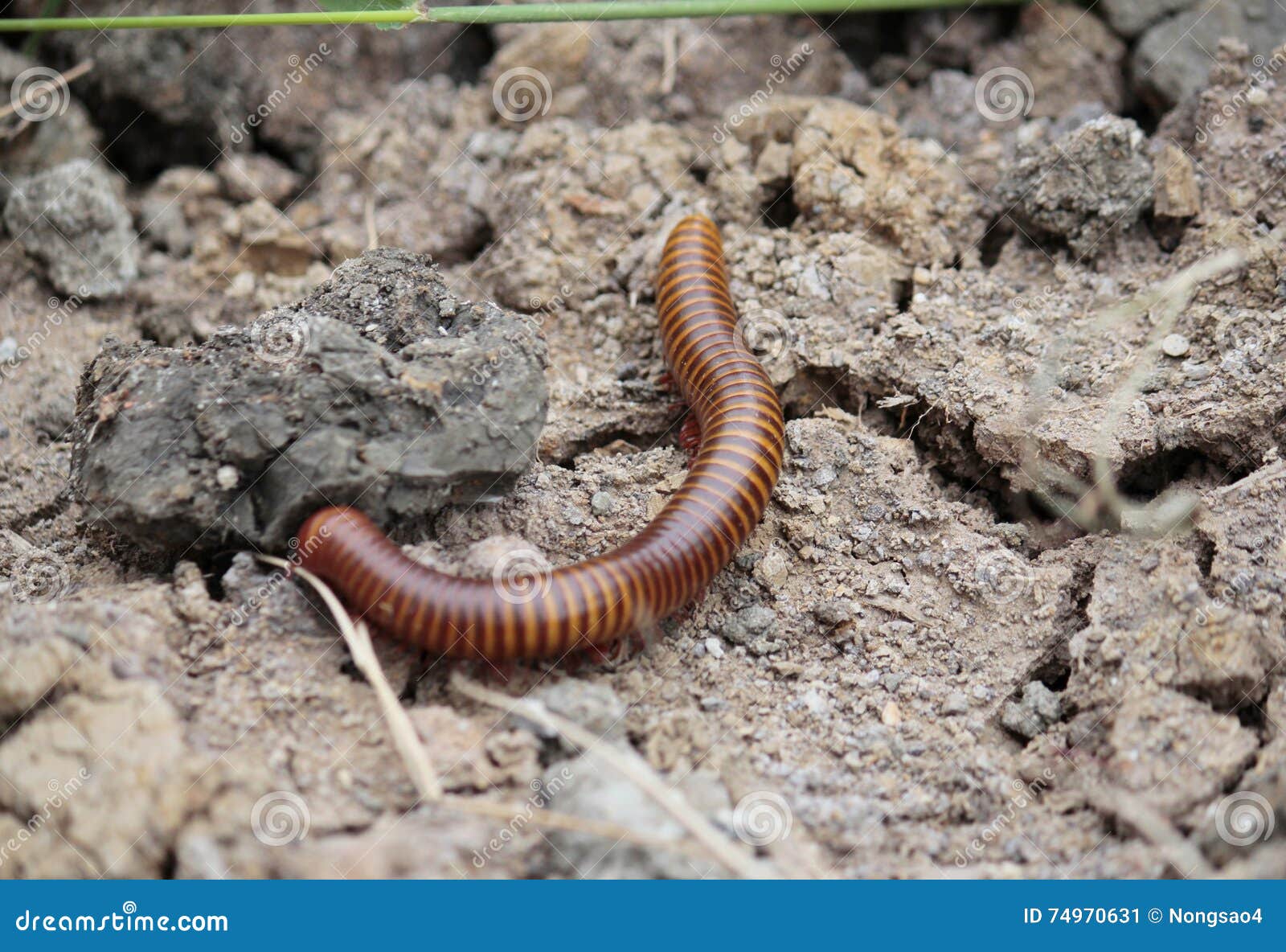 Close Up of Millipede on Ground Stock Image - Image of extreme, black ...