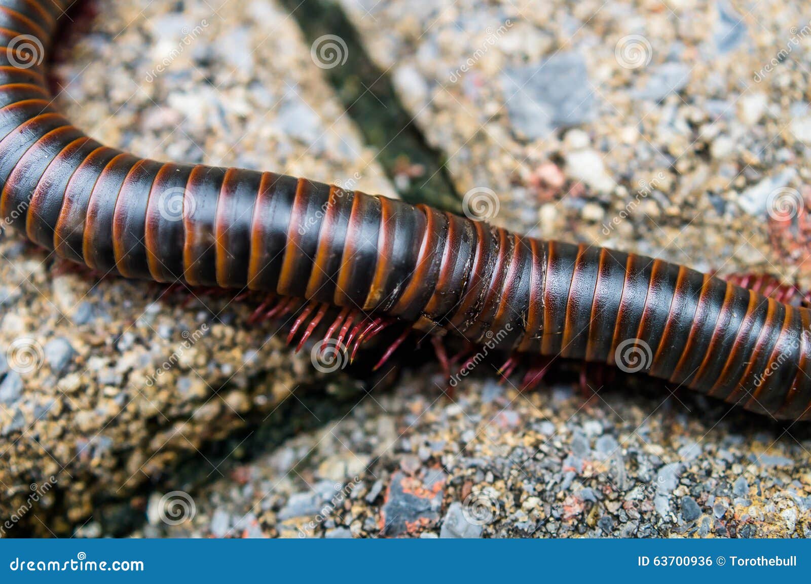 Close Up Millipede stock photo. Image of jointed, ground - 63700936