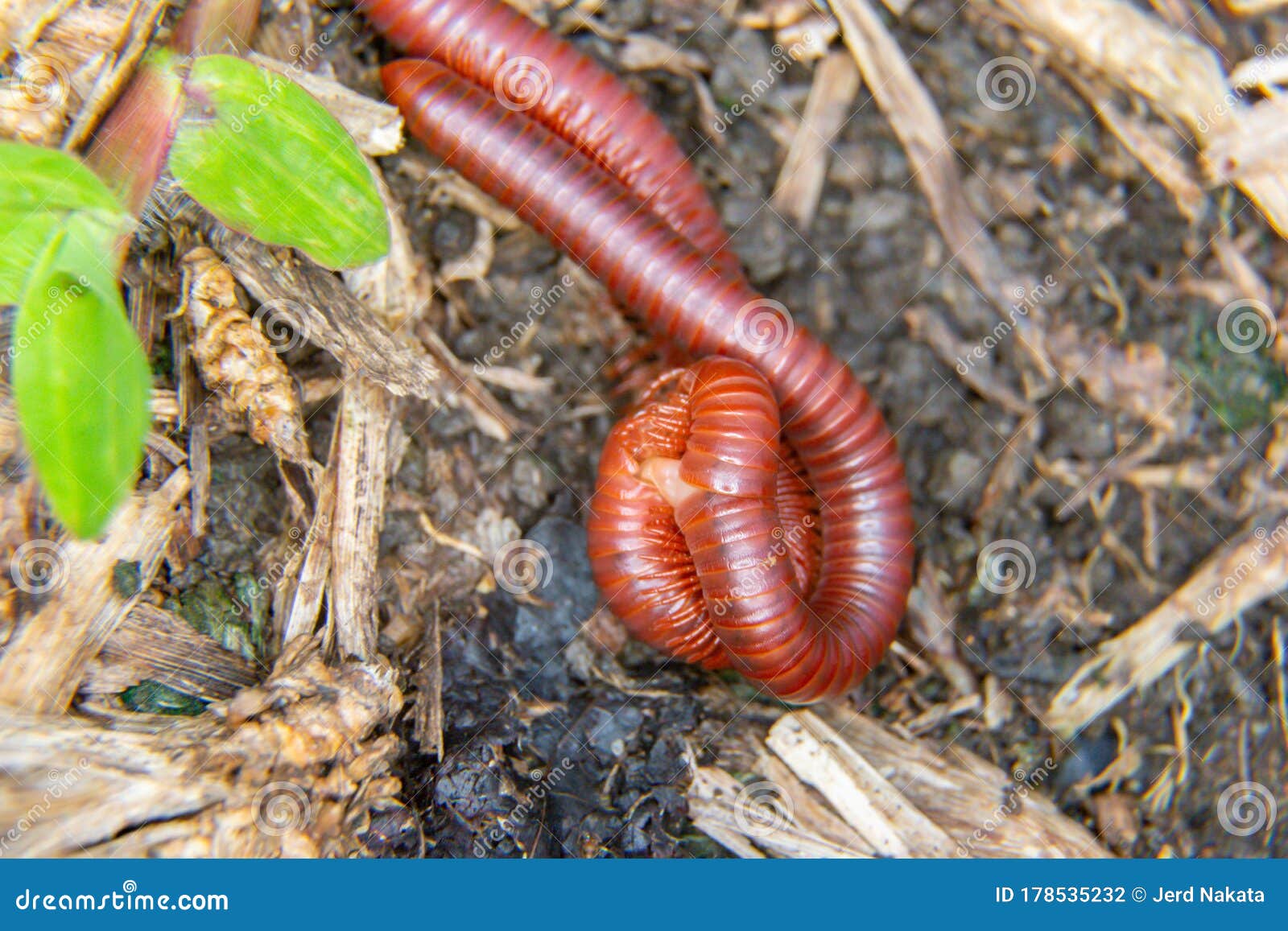 Close Up Millipedes are Breeding in the Garden Macro Insect Stock Photo ...