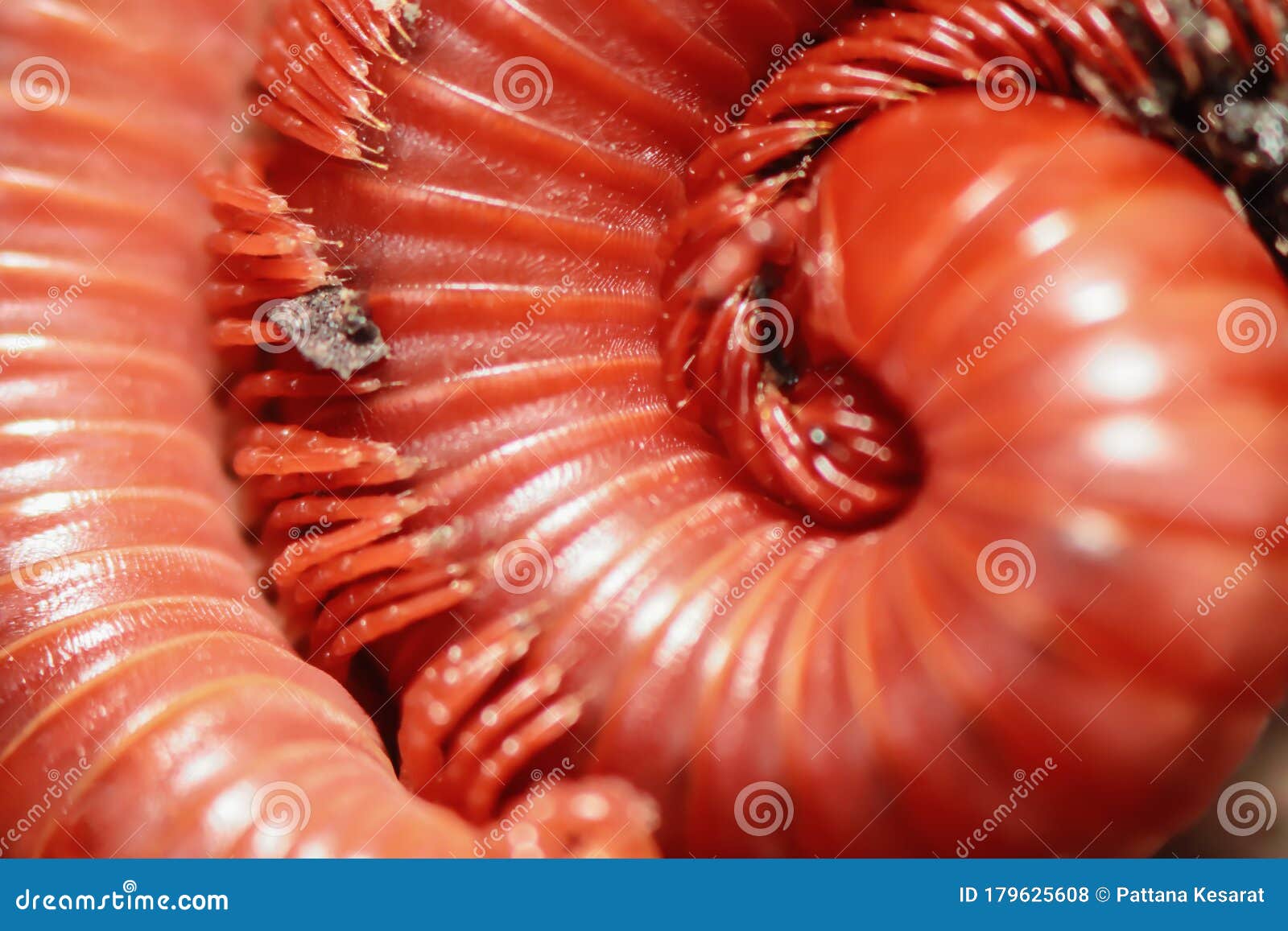 Millipedes are Breeding on the Ground Stock Photo - Image of brown ...