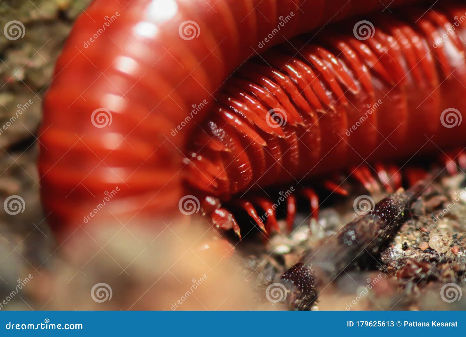 Millipedes are Breeding on the Ground Stock Image - Image of biology ...