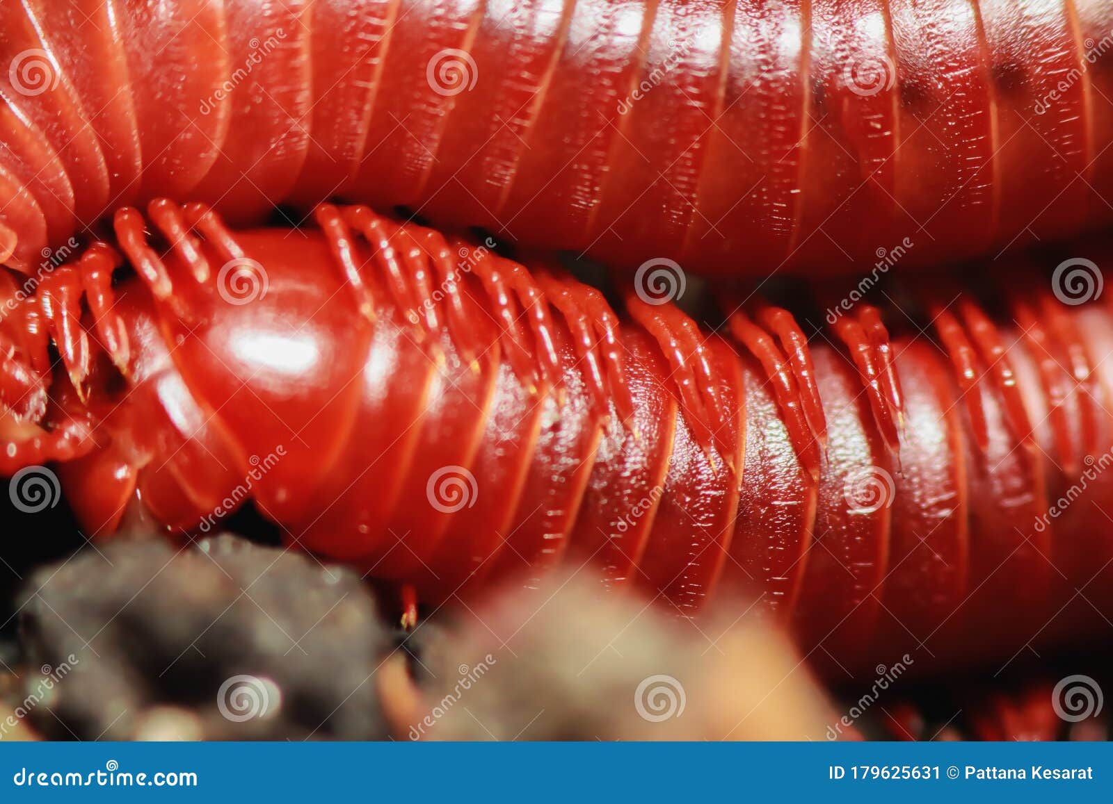 Millipedes are Breeding on the Ground Stock Image - Image of green ...