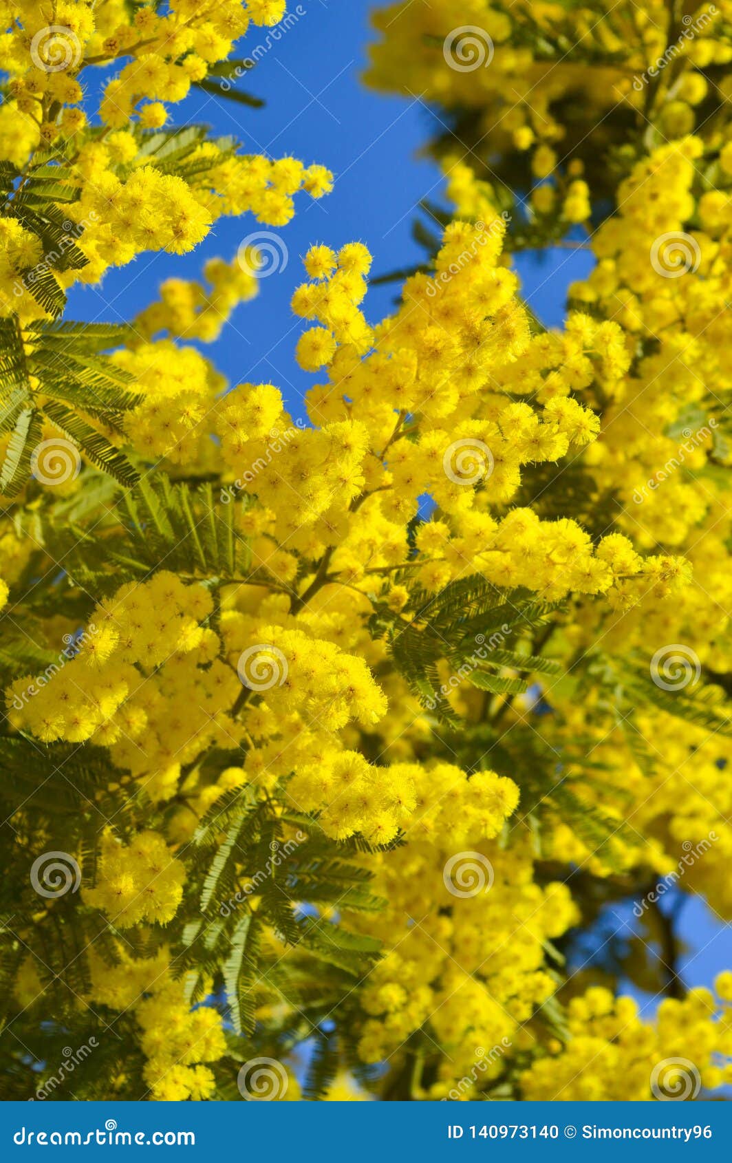 Close-up of Mimosa in Bloom, Silver Wattle, Acacia Dealbata Stock Photo ...