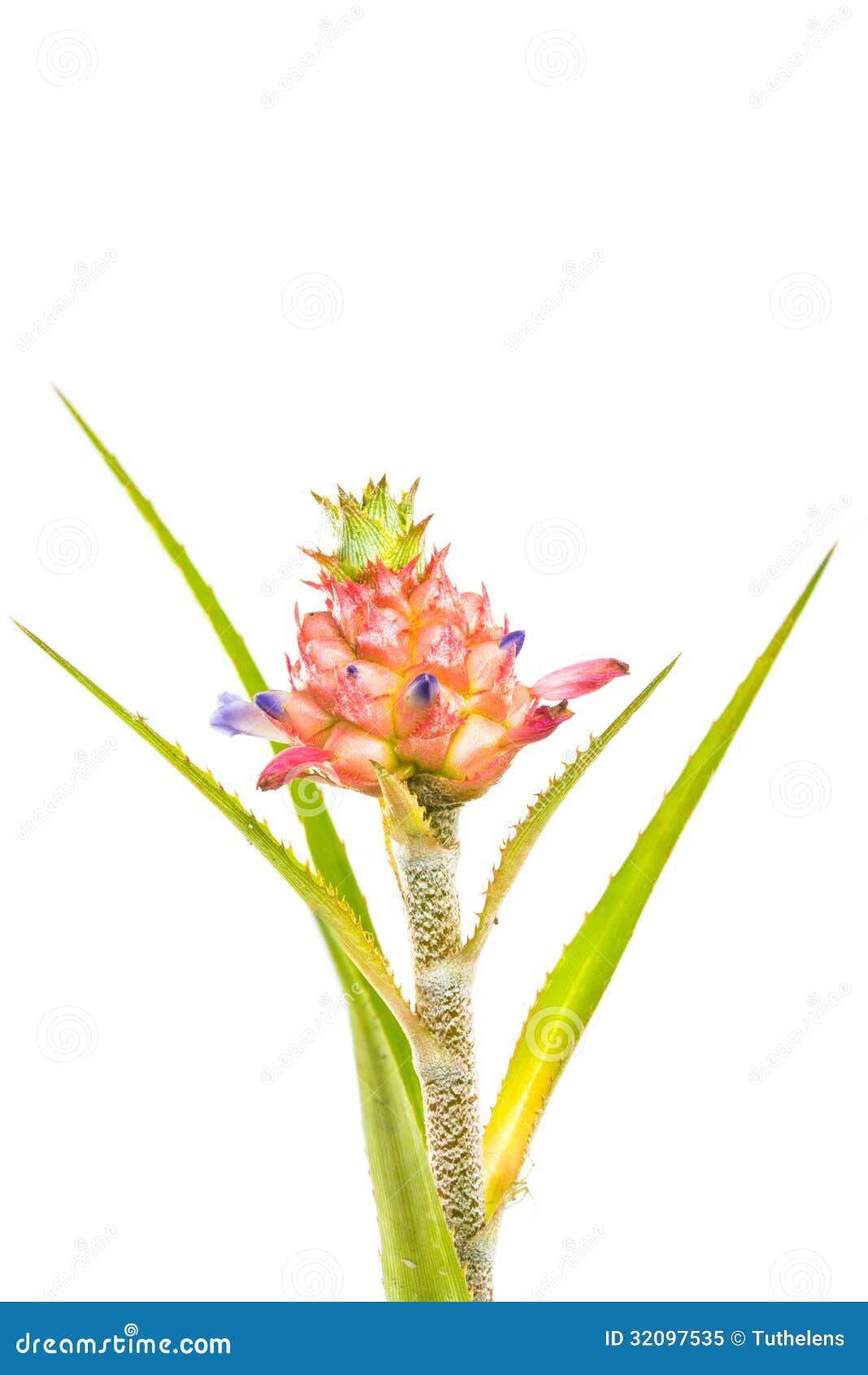 Close-up Mini Bromeliad Flower Isolated on White B Stock Image - Image ...