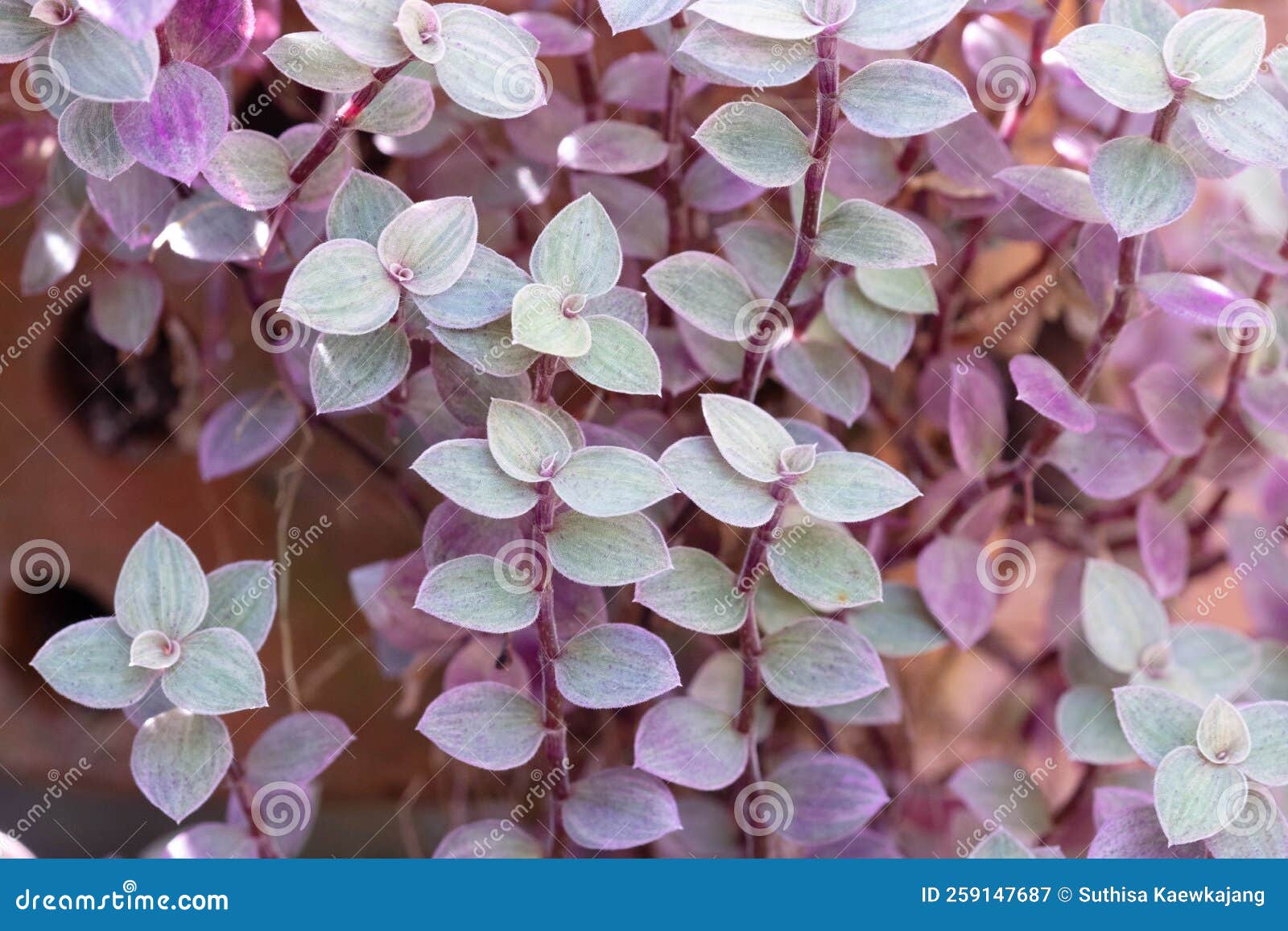 Close Up Mini Turtle Plant. Purple Mini Turtle Plant Stock Image ...