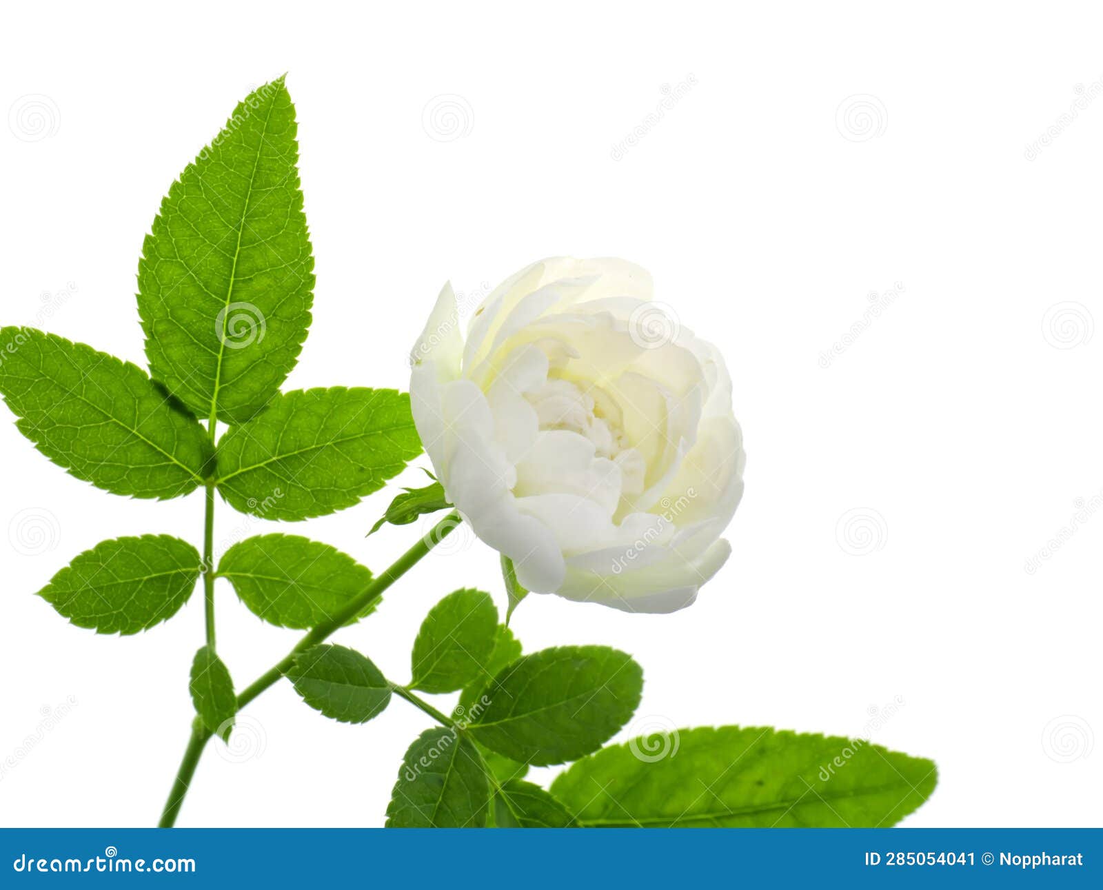 Close Up Mini White Fairy Rose Flower Stock Image - Image of outdoors ...