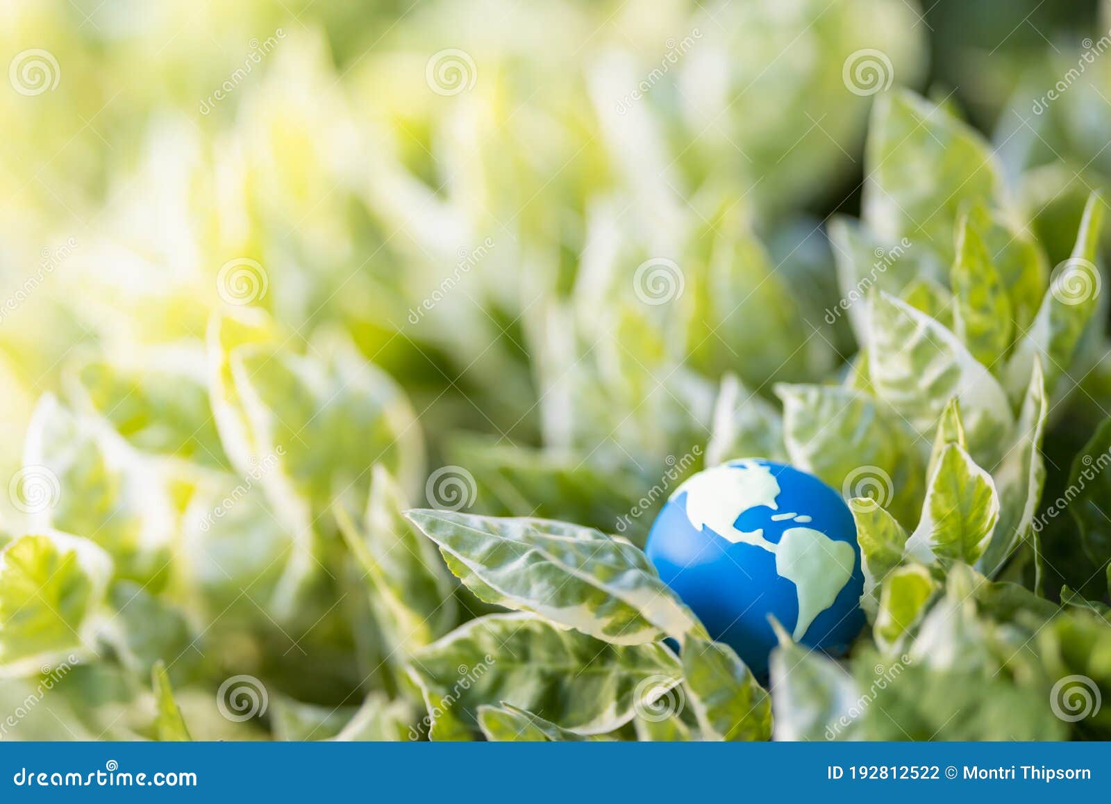 Close Up of Mini World Ball on Green Leaf Tree with Copy Space. Using ...
