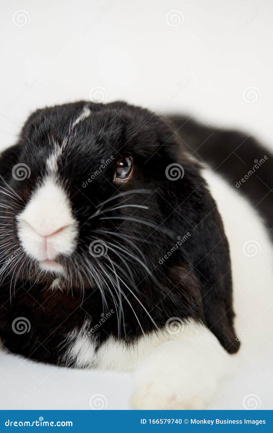 Close Up of Miniature Black and White Flop Eared Rabbit Lying on White ...
