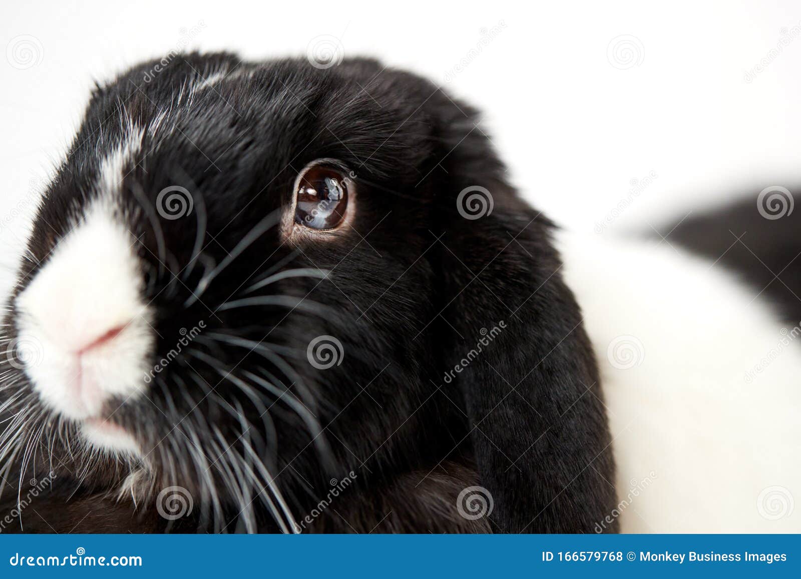 Close Up of Miniature Black and White Flop Eared Rabbit Lying on White ...