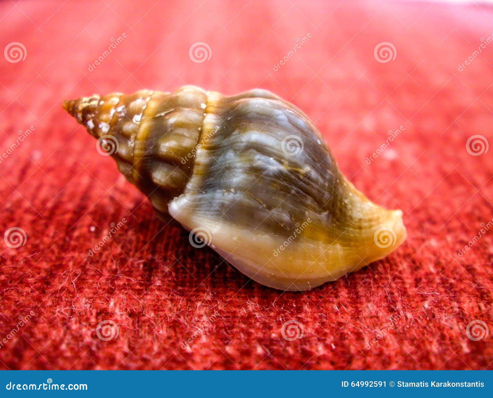 Close-up of a Miniature Sea Shell Stock Image - Image of collection ...
