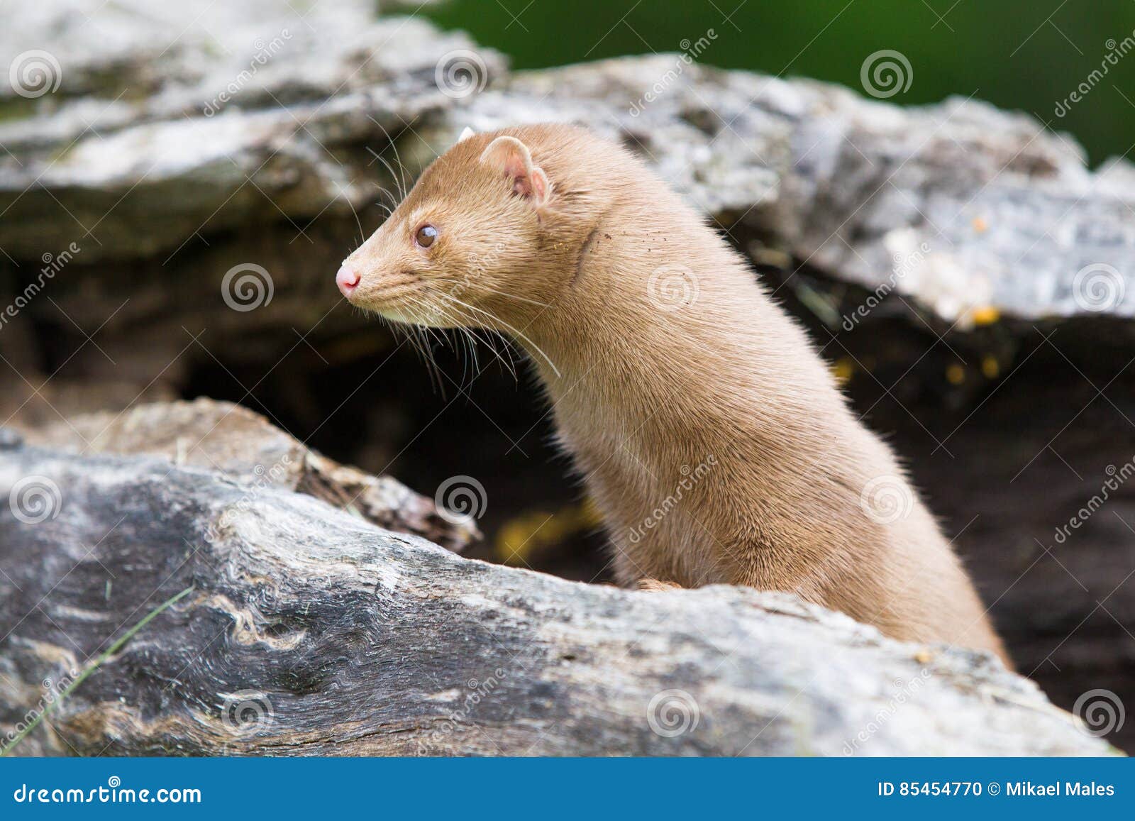 Close-up of mink stock photo. Image of looking, mink - 85454770