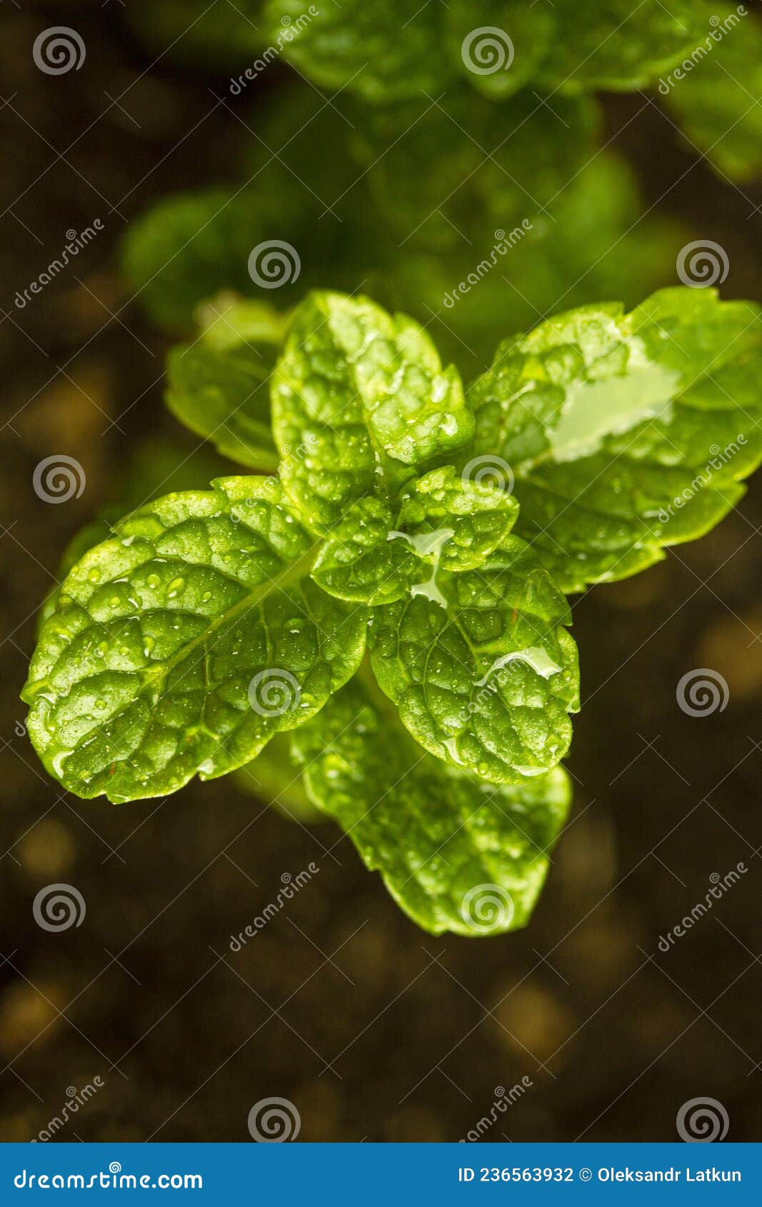 Close Up Mint Leaves. High Quality Photo Stock Photo - Image of twig ...