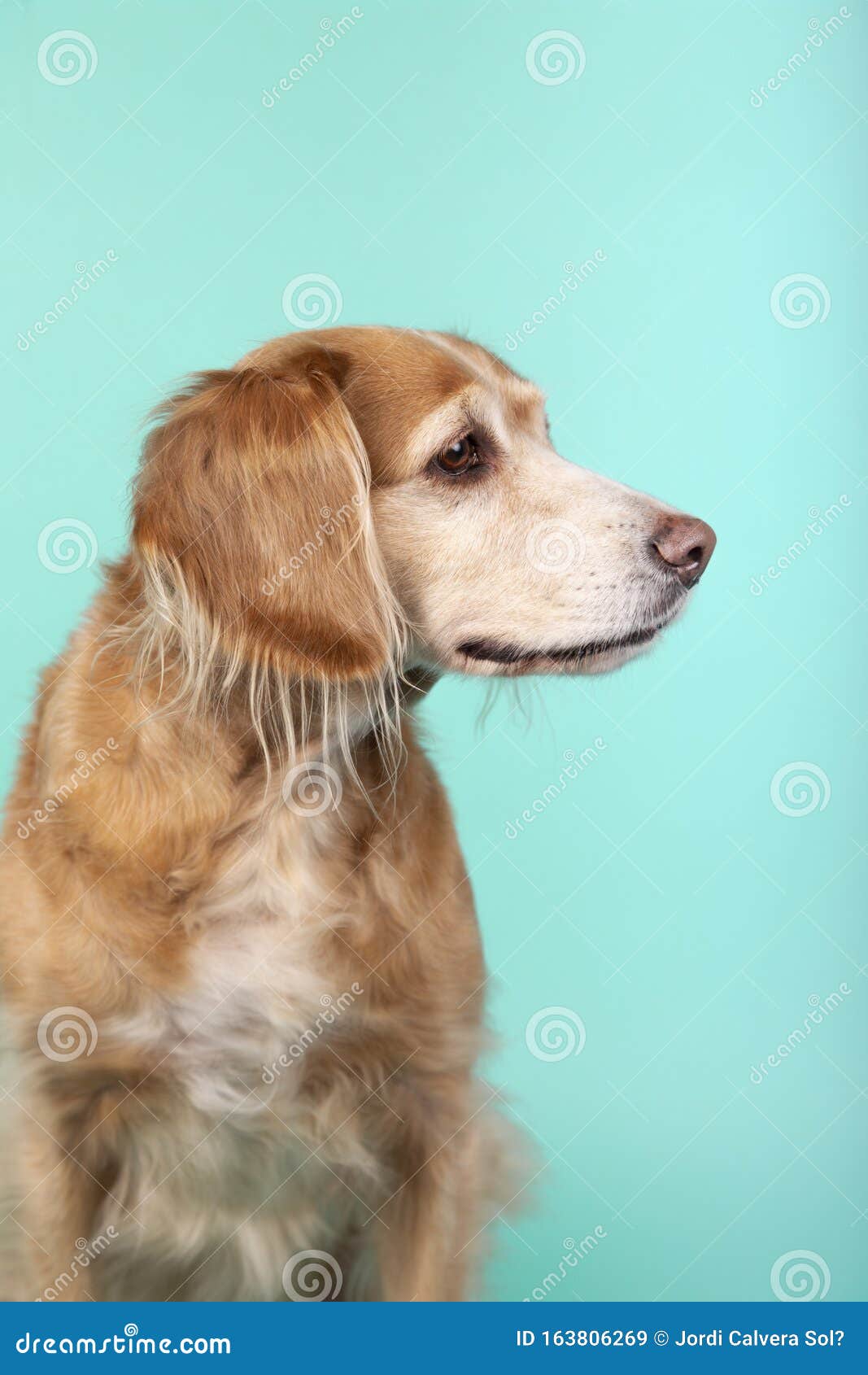 Close-up of Mixed Breed Dog Looking Sideways on Blue Background. Studio ...