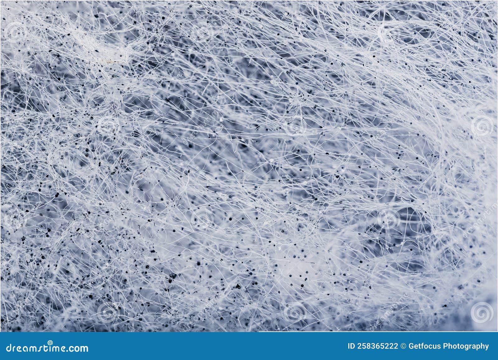 Close up of mold on cheese stock photo. Image of cheese - 258365222