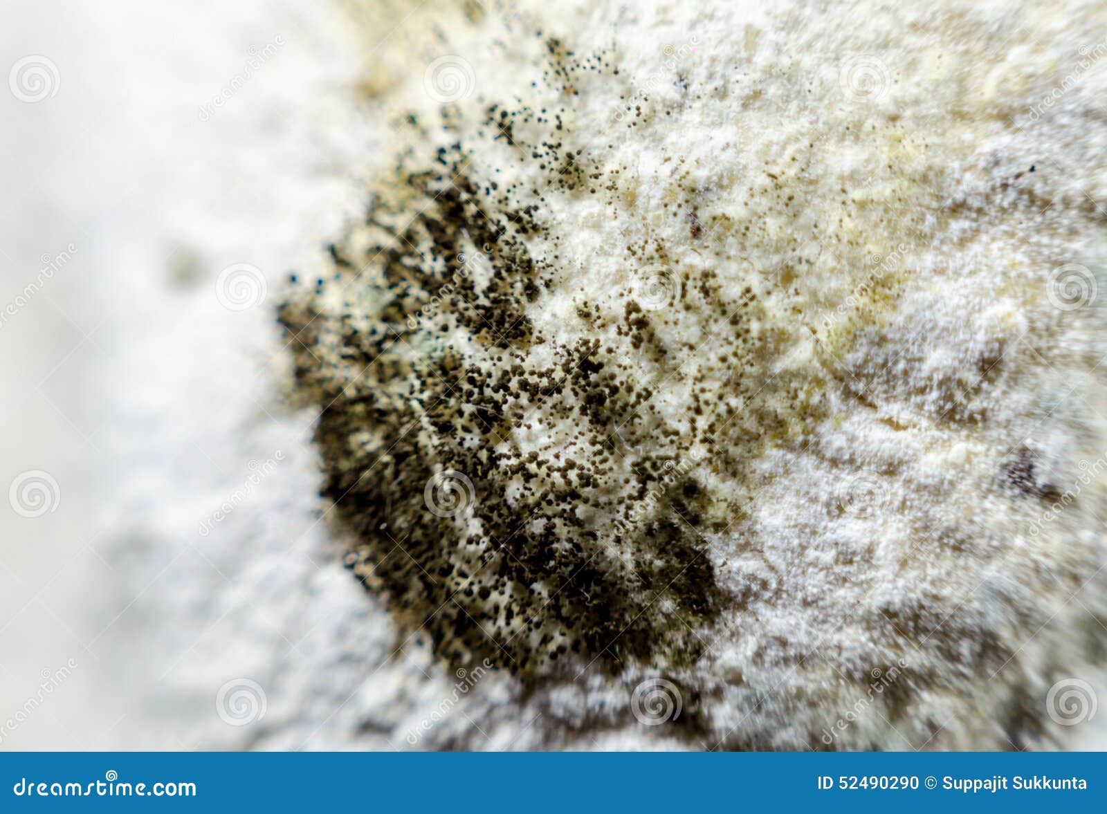 Close Up Mold on Food: Marco Stock Photo - Image of growth, food: 52490290