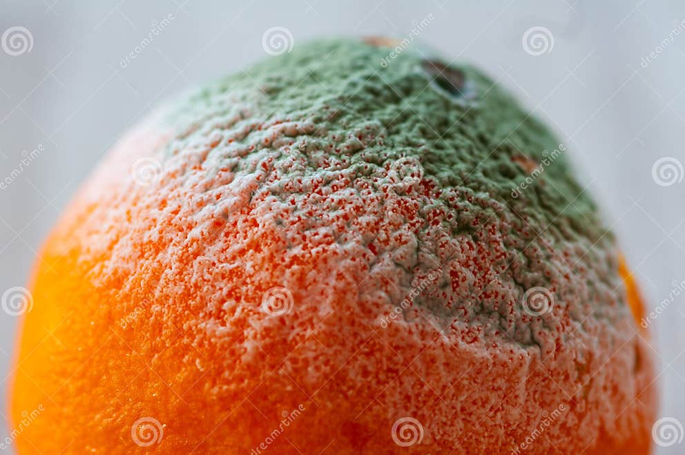Close-up on a Moldy Orange Surface Stock Photo - Image of food, romania ...