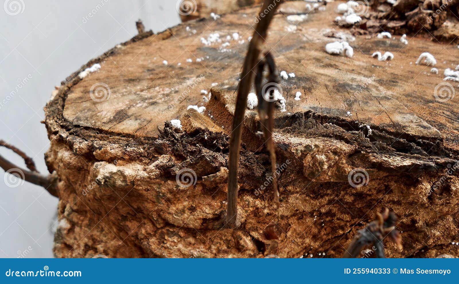 Moldy Tree Trunks in Front of the House Stock Image - Image of abstract ...
