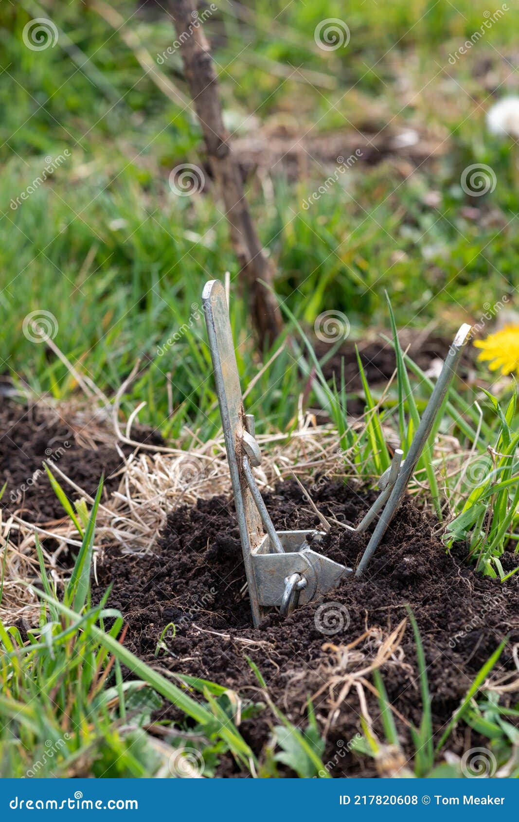 Mole trap stock photo. Image of vermin, grass, outdoors - 217820608
