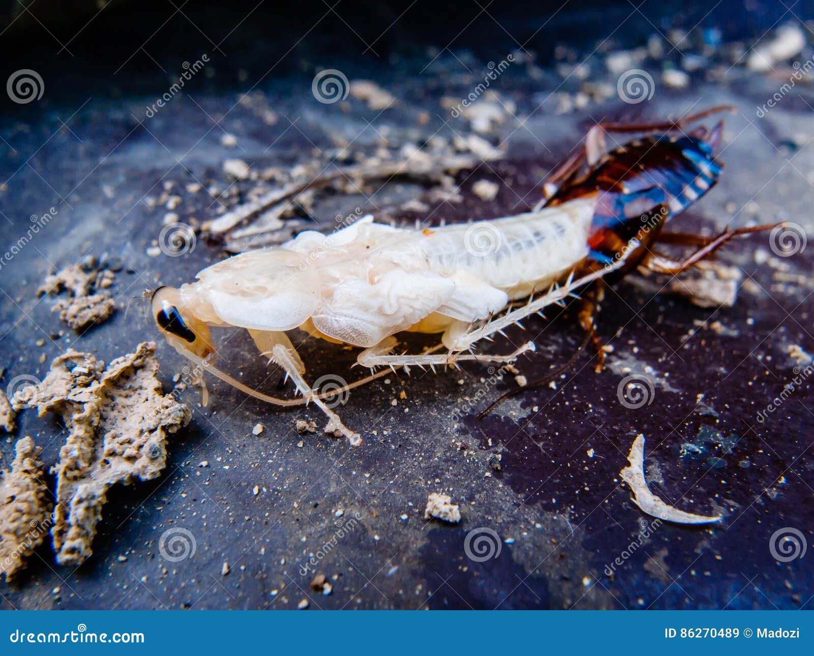 Close up molting cockroach stock image. Image of tiny - 86270489