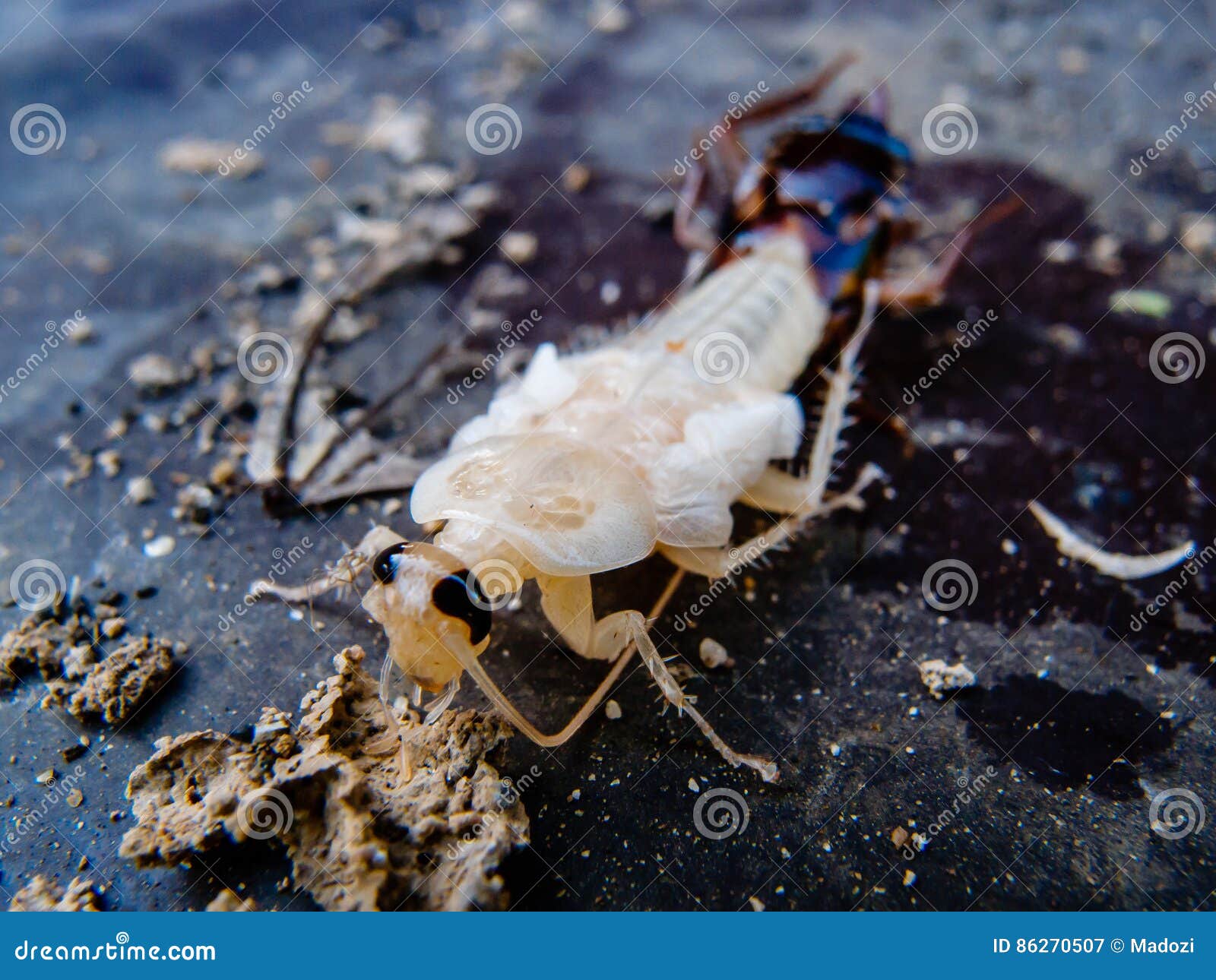 Close up molting cockroach stock image. Image of roach - 86270507
