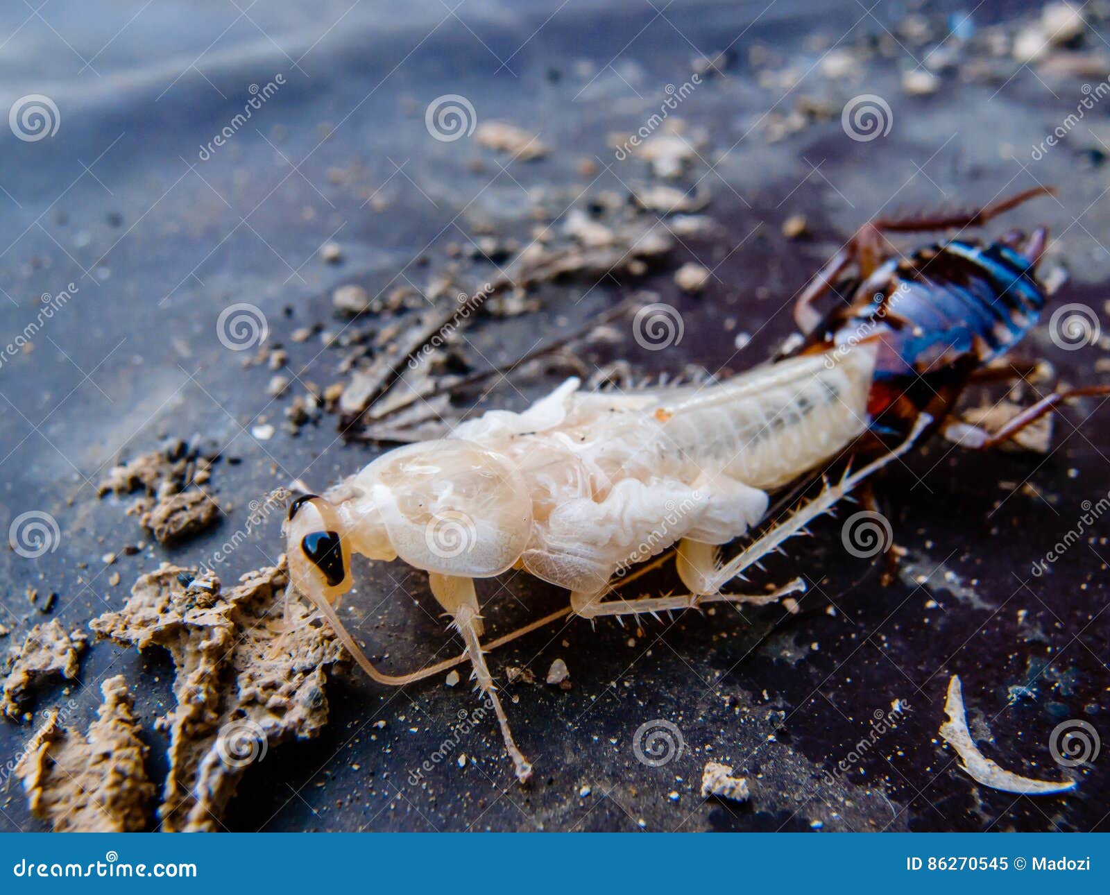 Close up molting cockroach stock image. Image of head - 86270545