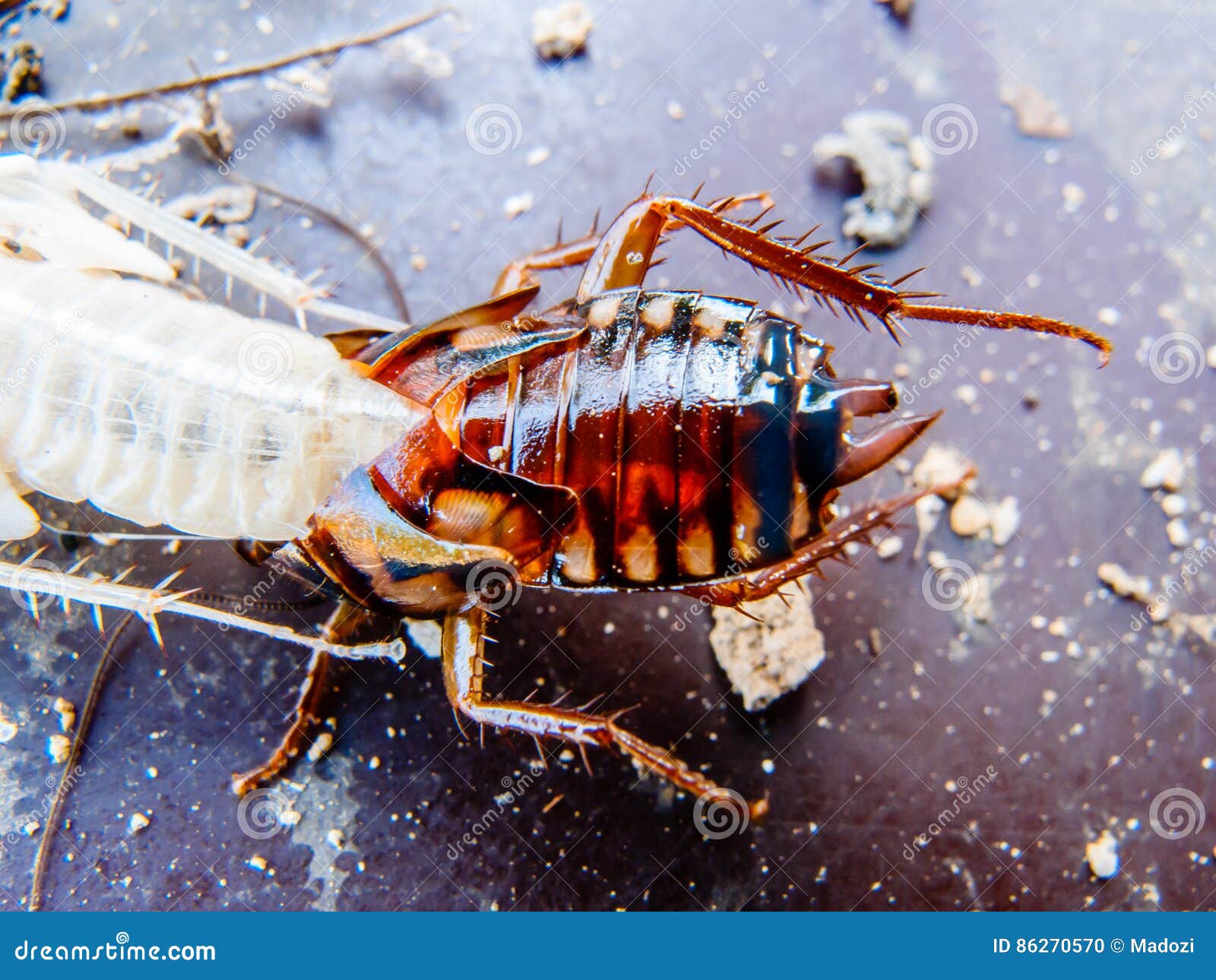 Close up molting cockroach stock photo. Image of biology - 86270570